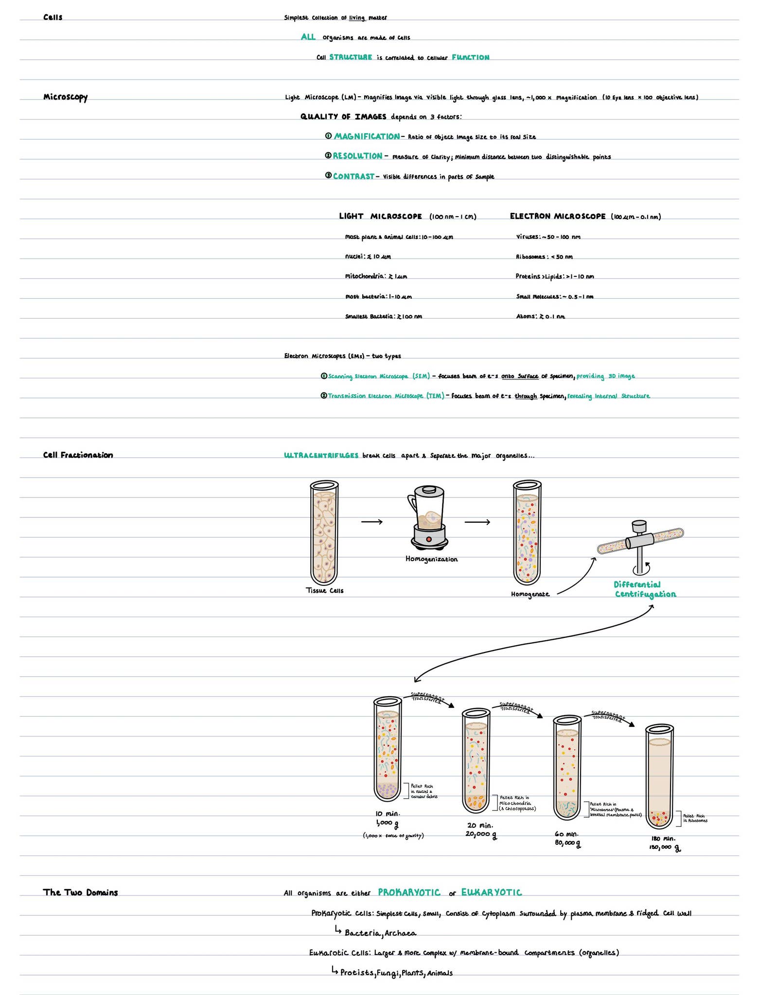 Biology - Tour of the Cell by Tim Girgis - Issuu