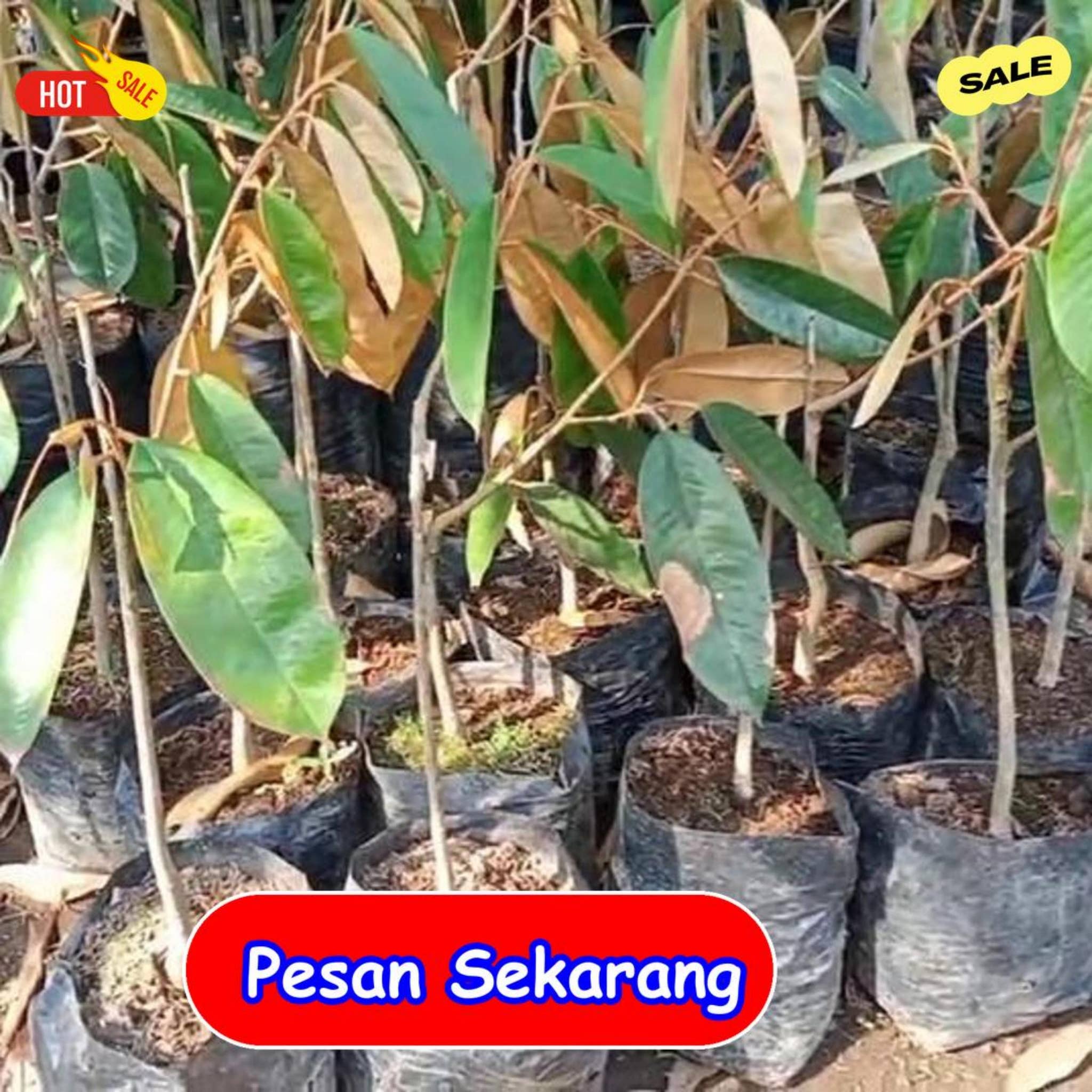 Pohon Durian Kuning Emas Cepat Berbuah Dengan Hasil Premium - by ...