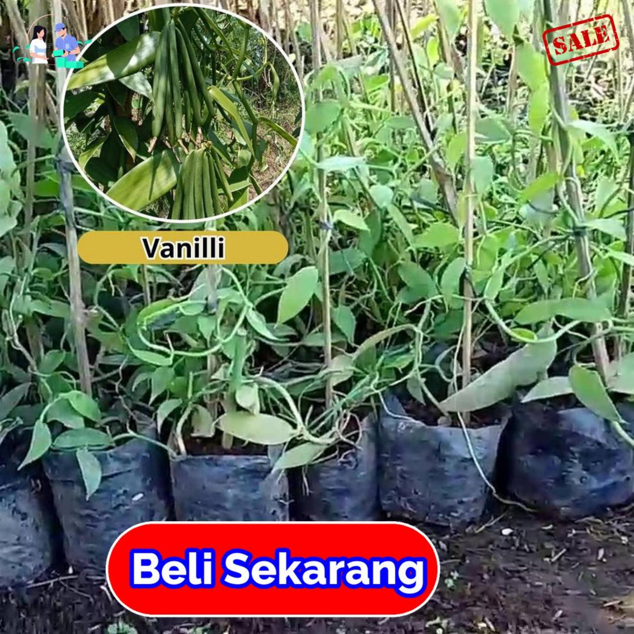 Tanaman Vanilli Berkualitas Cocok Untuk Kebun Dan Usaha Anda - by ...