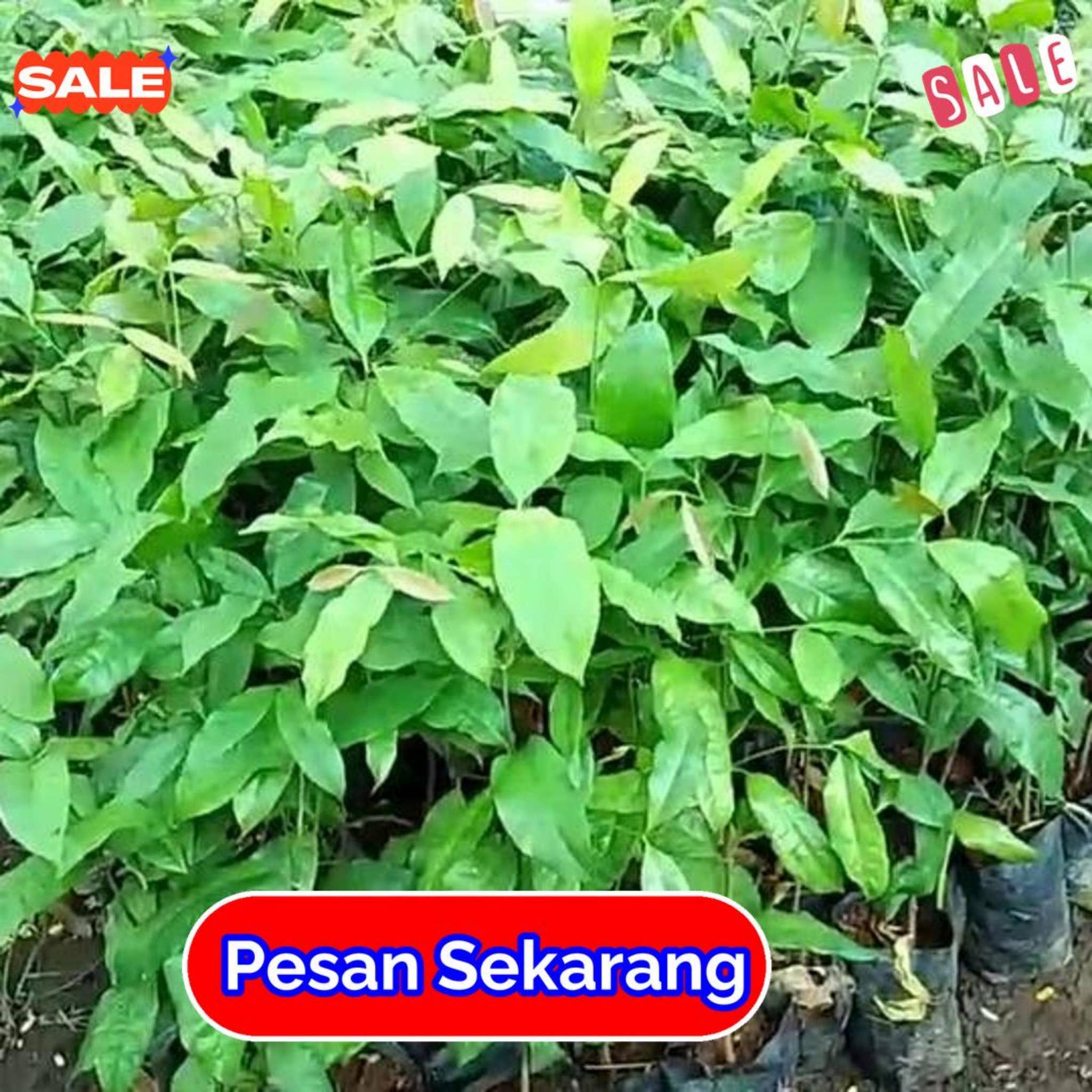 Pohon Melinjo Besar Pilihan Tepat Untuk Hasil Panen Cepat Dan Maksimal ...