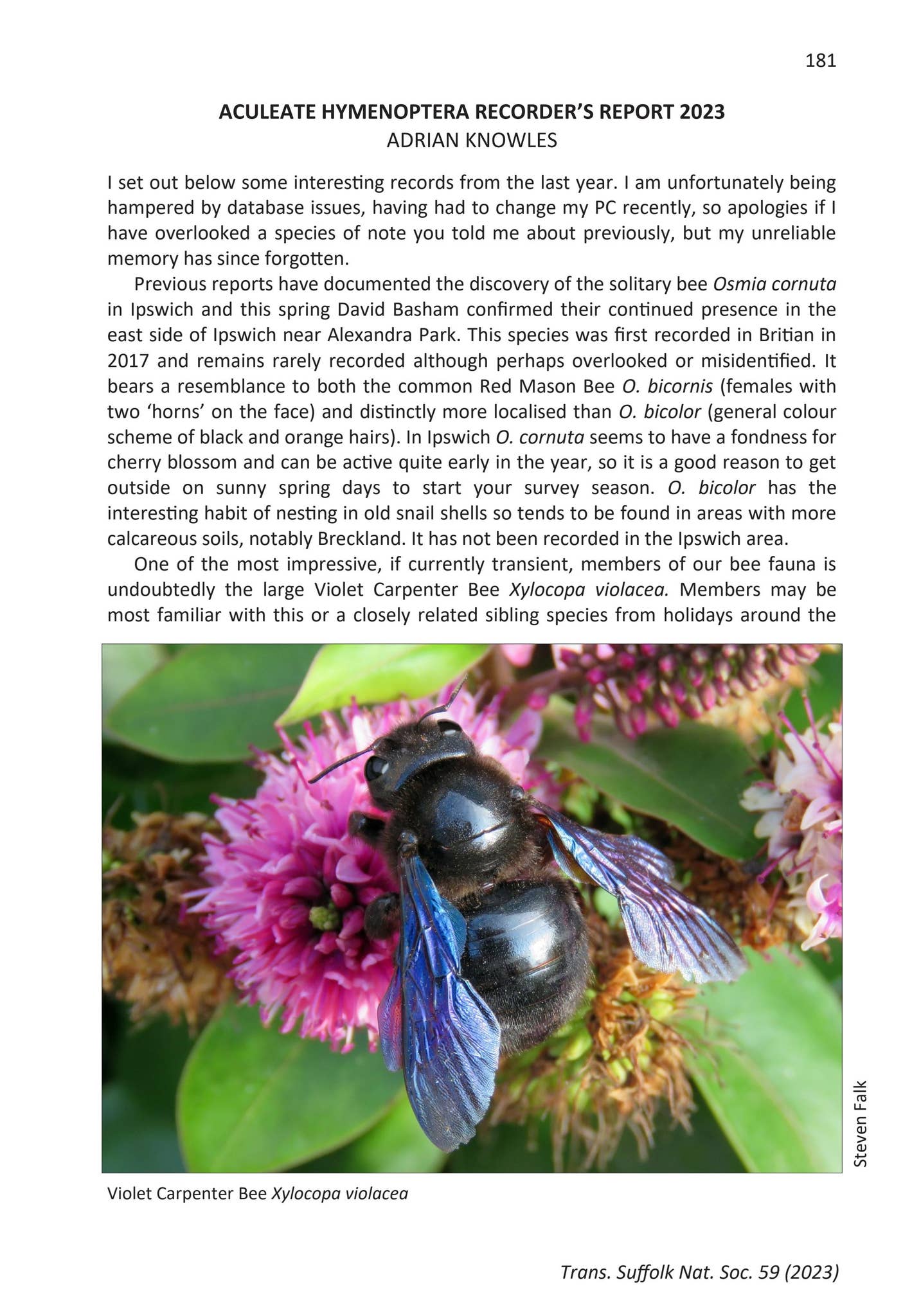 TSNS 59 Aculeate Hymenoptera Recorder’s Report 2023 by Suffolk ...