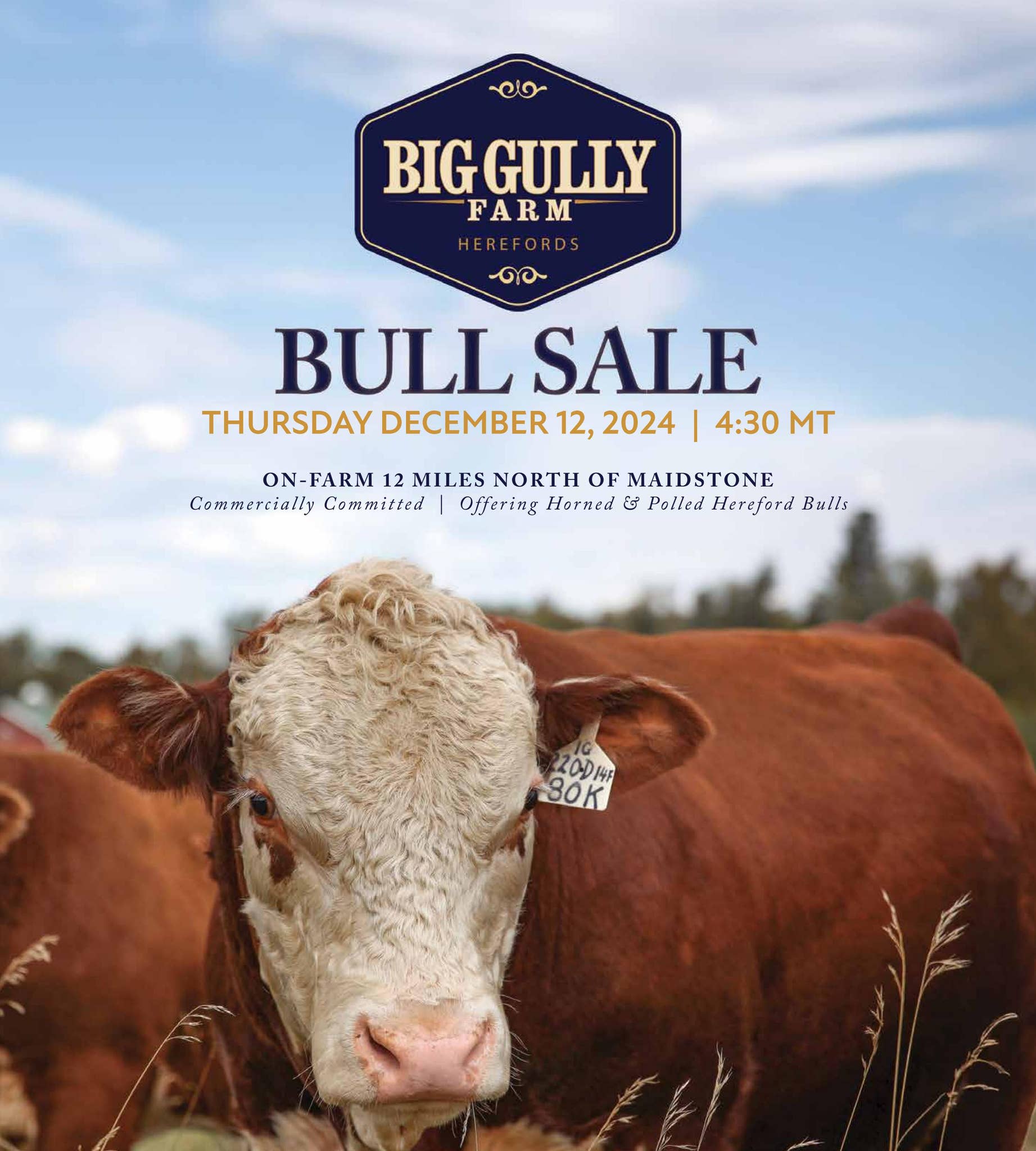 Big Gully Farm Bull Sale - Maidstone, SK by DLMS-Cattlevids.ca - Issuu