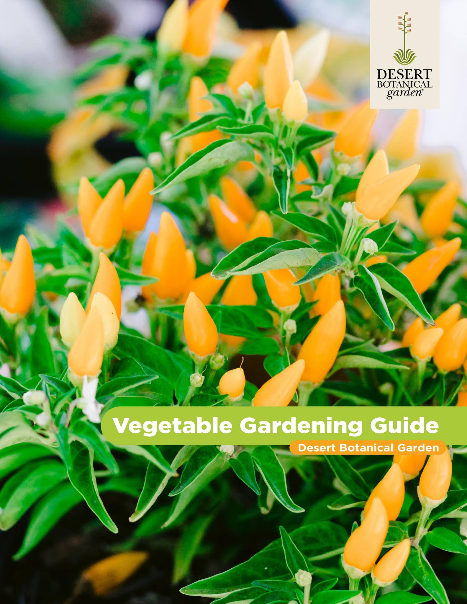 Vegetable Gardening Guide by dbgphx - Issuu