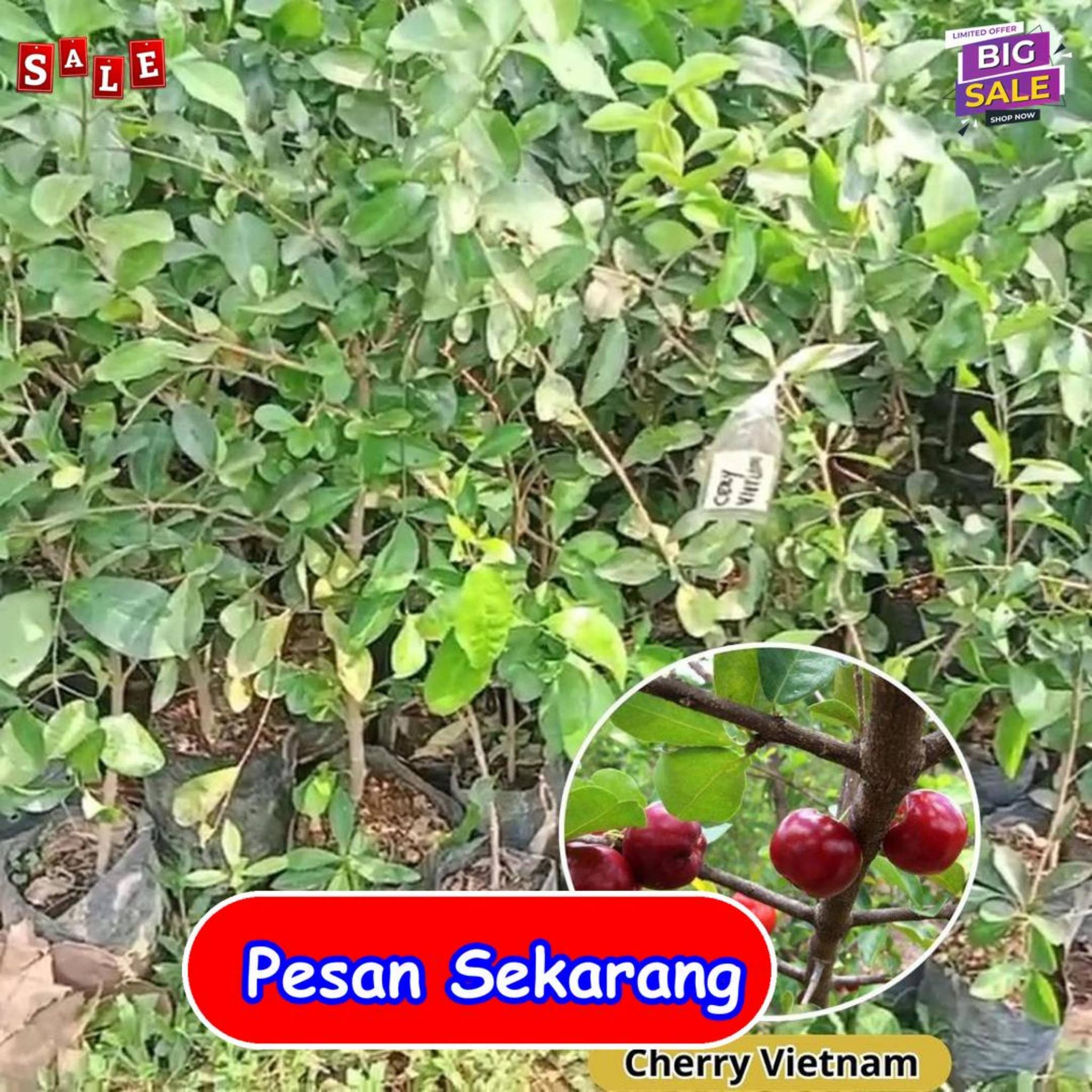 Pohon Cherry Vietnam Tanaman Buah Manis Untuk Pekarangan Anda - by ...