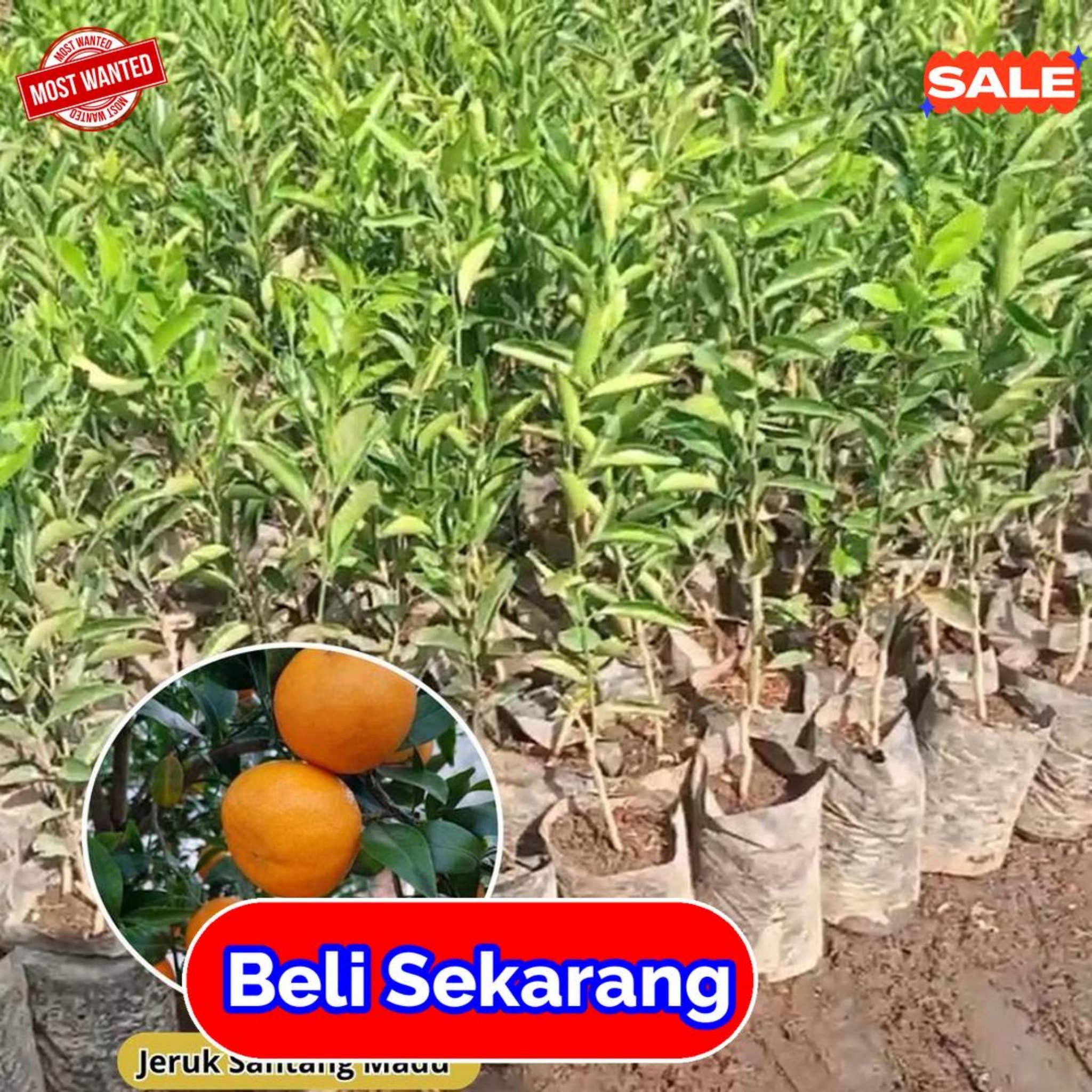Tabulampot Jeruk Santang Madu Tanaman Jeruk Manis Di Dalam Pot - by dianapasaribu - Issuu
