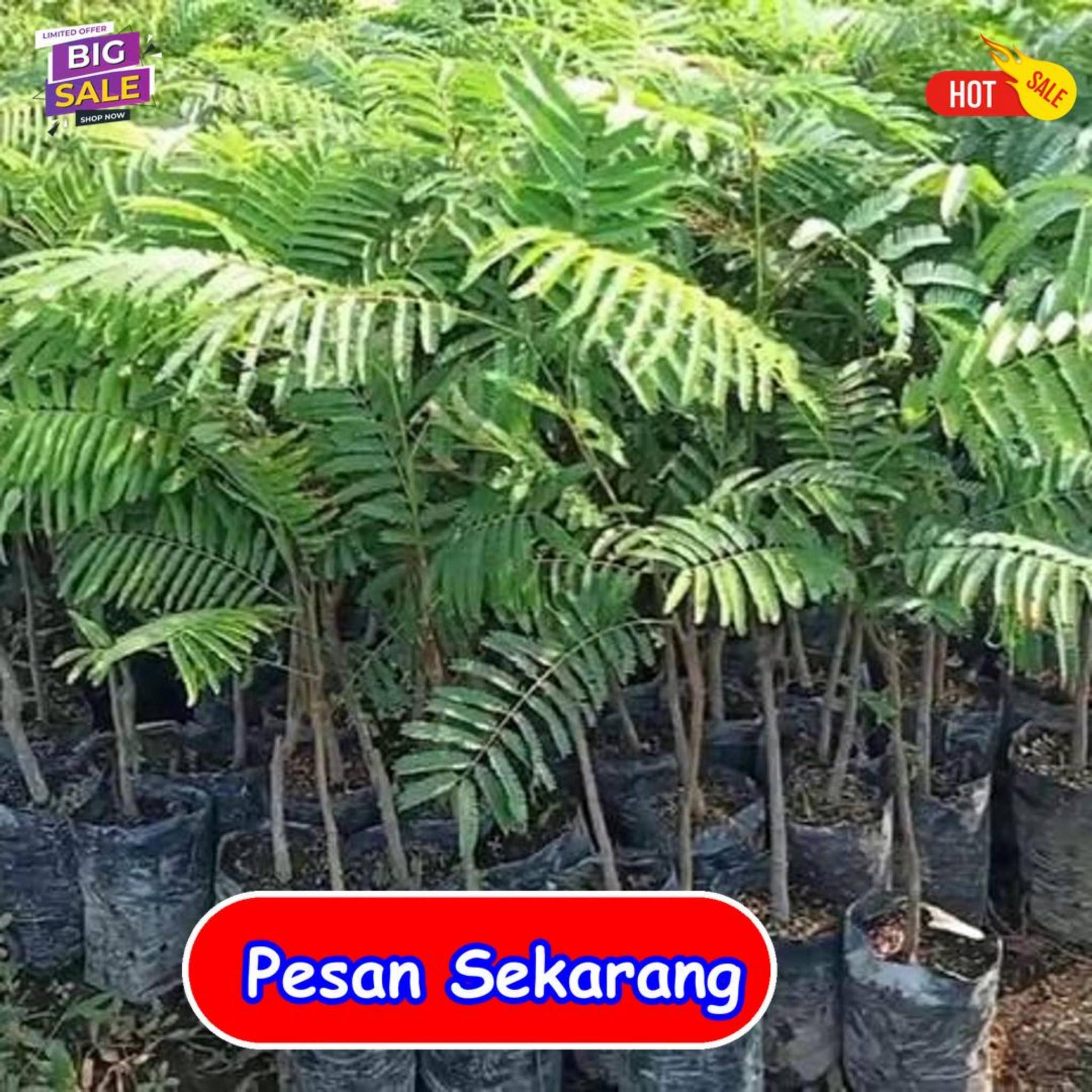 Pohon Pete Di Pot Solusi Praktis Untuk Tanaman Produktif Di Lahan ...