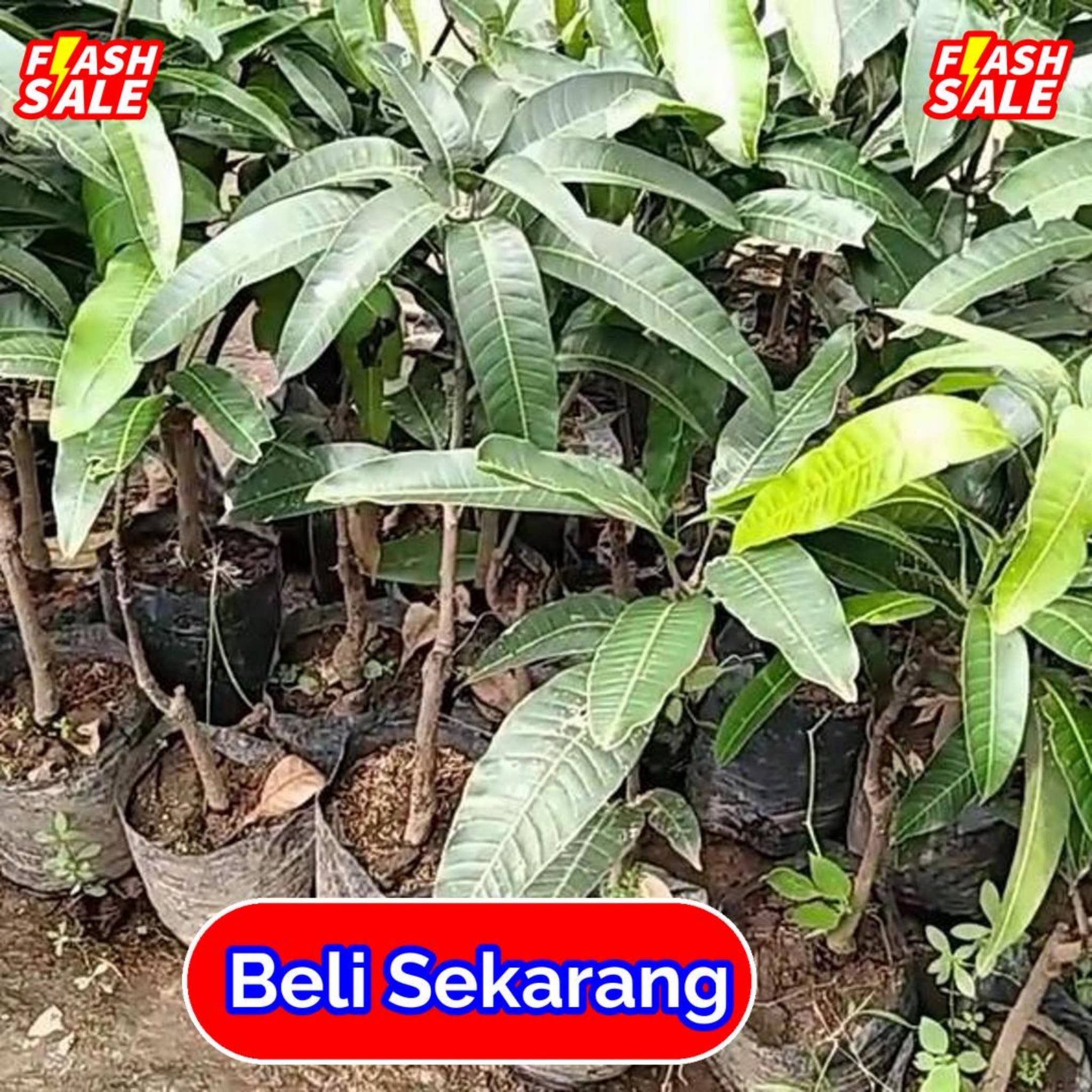 Pohon Mangga Red Emperor Berkualitas Siap Tanam Untuk Kebun Anda - by ...