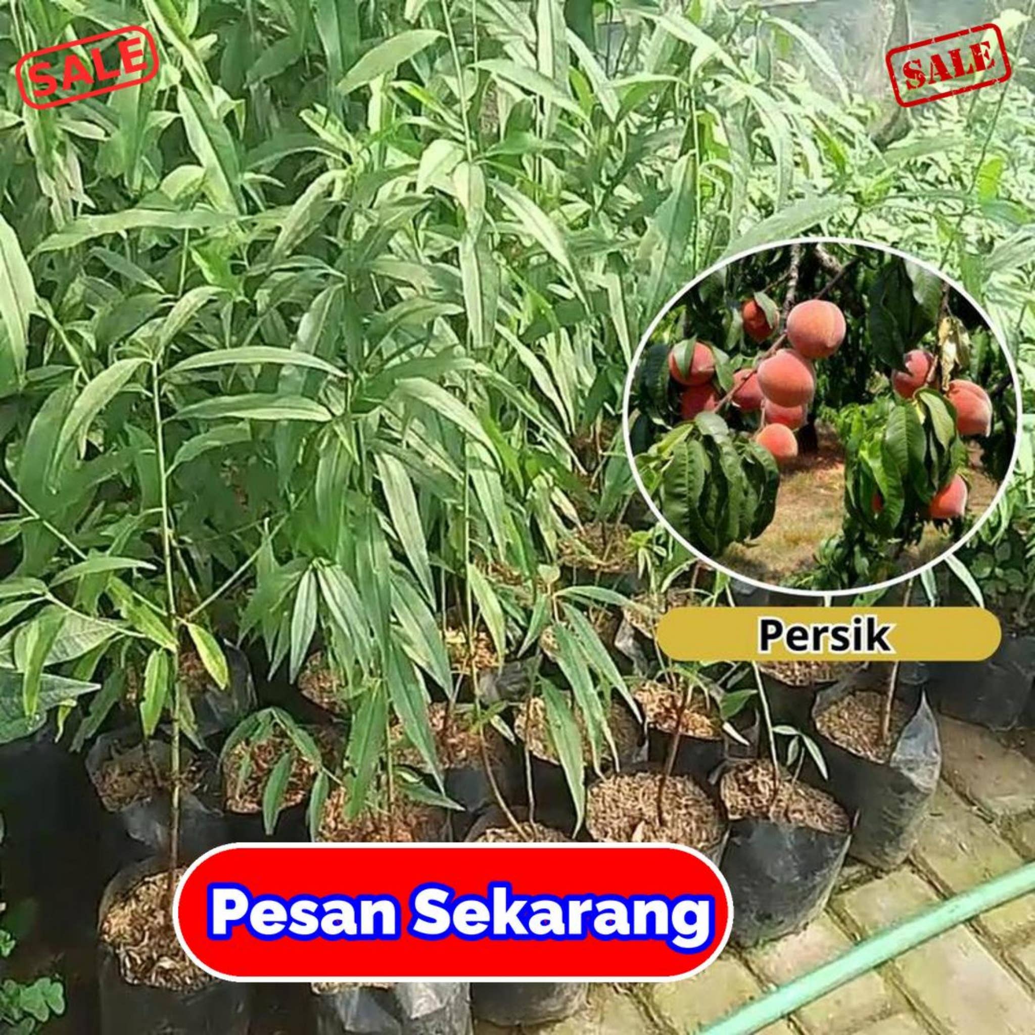 Tanaman Buah Persik Unggul Menanam Pohon Persik Yang Subur Dan Berbuah ...