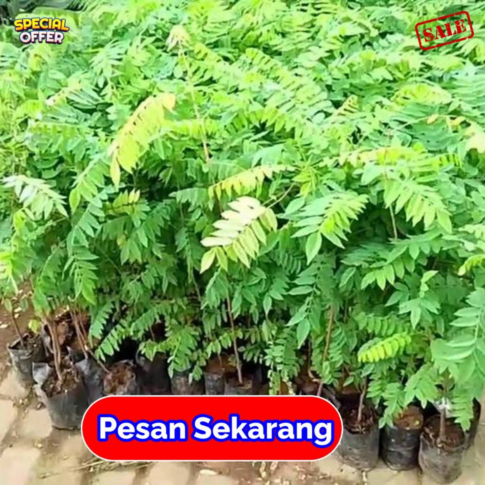 Belimbing Wuluh Pohon Tanaman Buah Asam Yang Memperindah Taman Rumah ...
