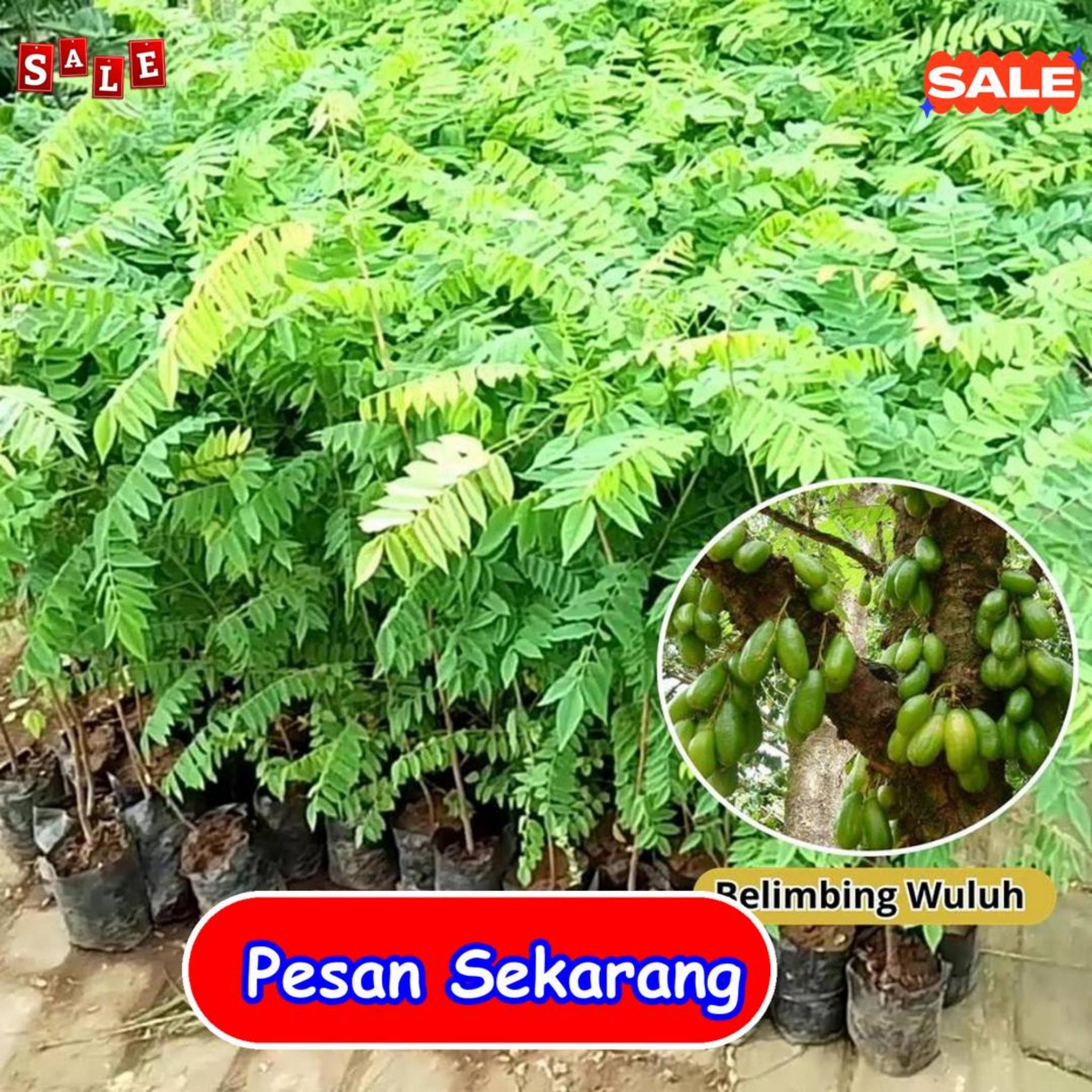 Pohon Belimbing Wuluh Tanaman Buah Asam Yang Segar Untuk Kebun Anda ...
