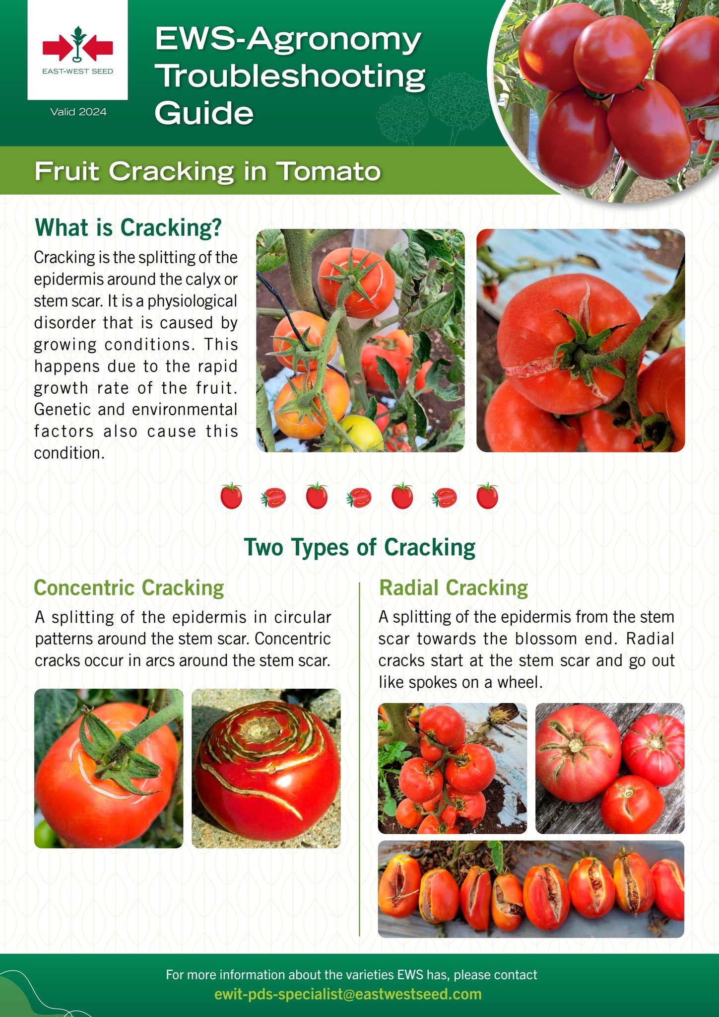 Fruit cracking in tomato management guide by East-West Seed by East-West Seed - Issuu