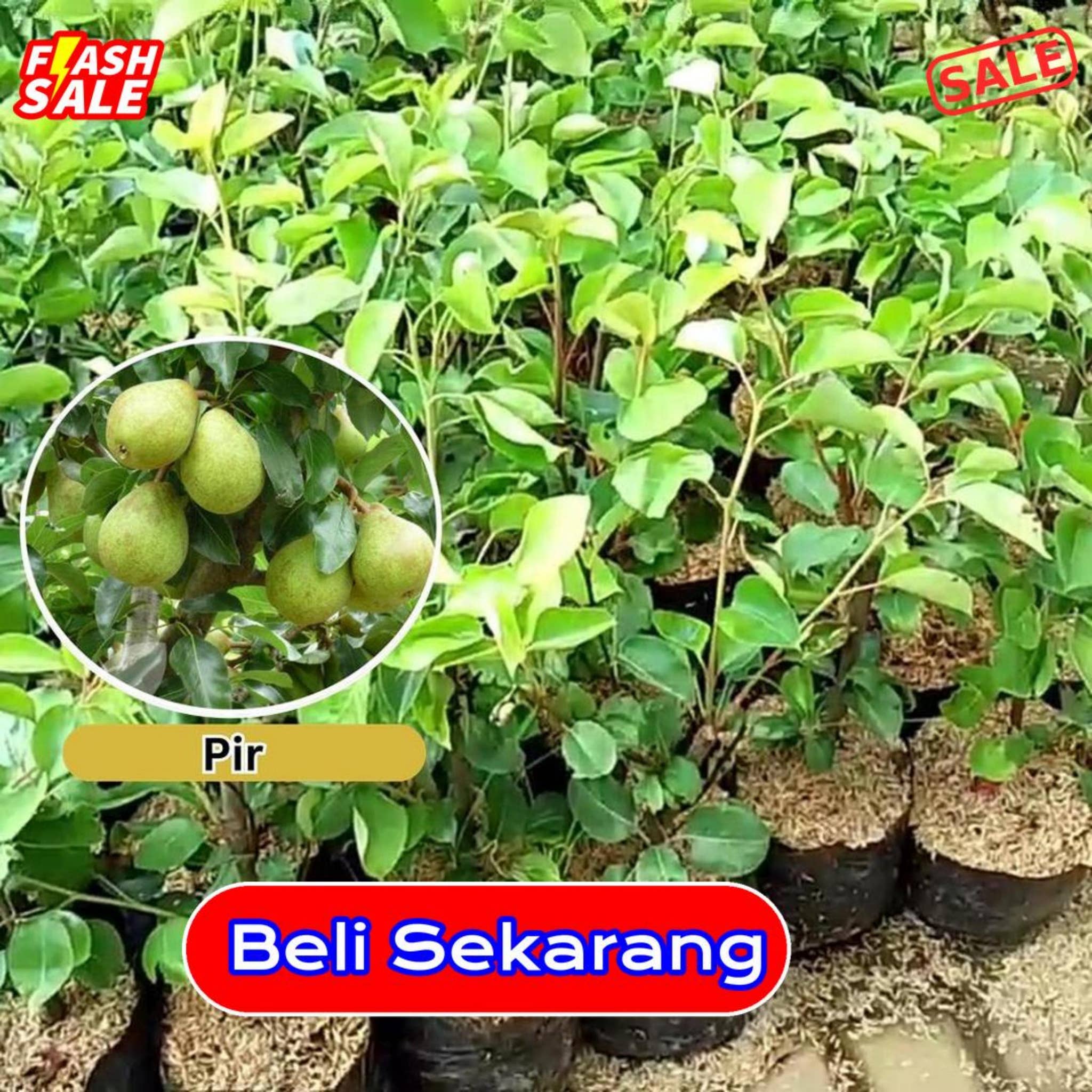 Pohon_Pir_dalam_Pot_Solusi_Praktis_untuk_Kebun_di_Rumah_-Pohon Pir ...