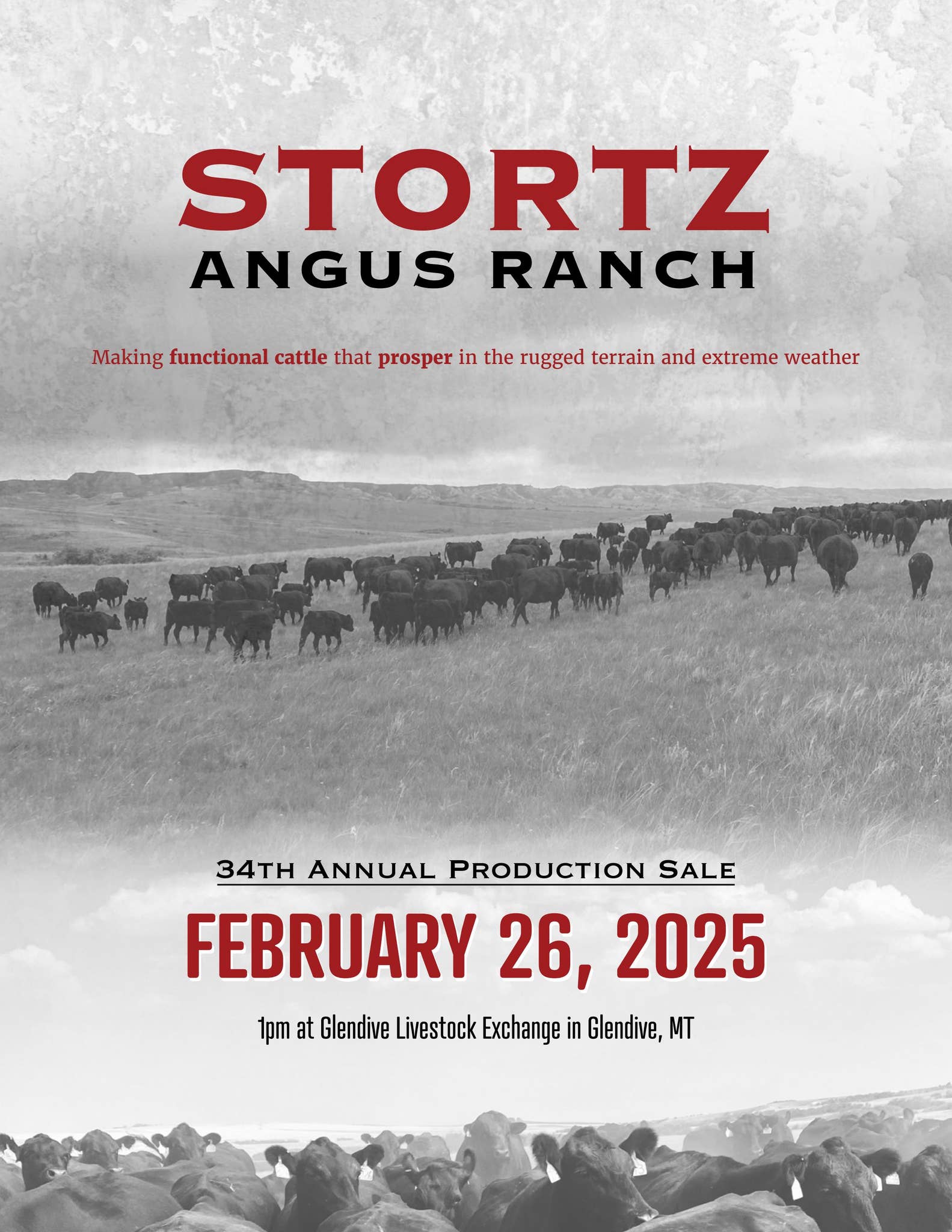 Stortz Angus Ranch 2025 Production Sale by StortzAngusRanch - Issuu