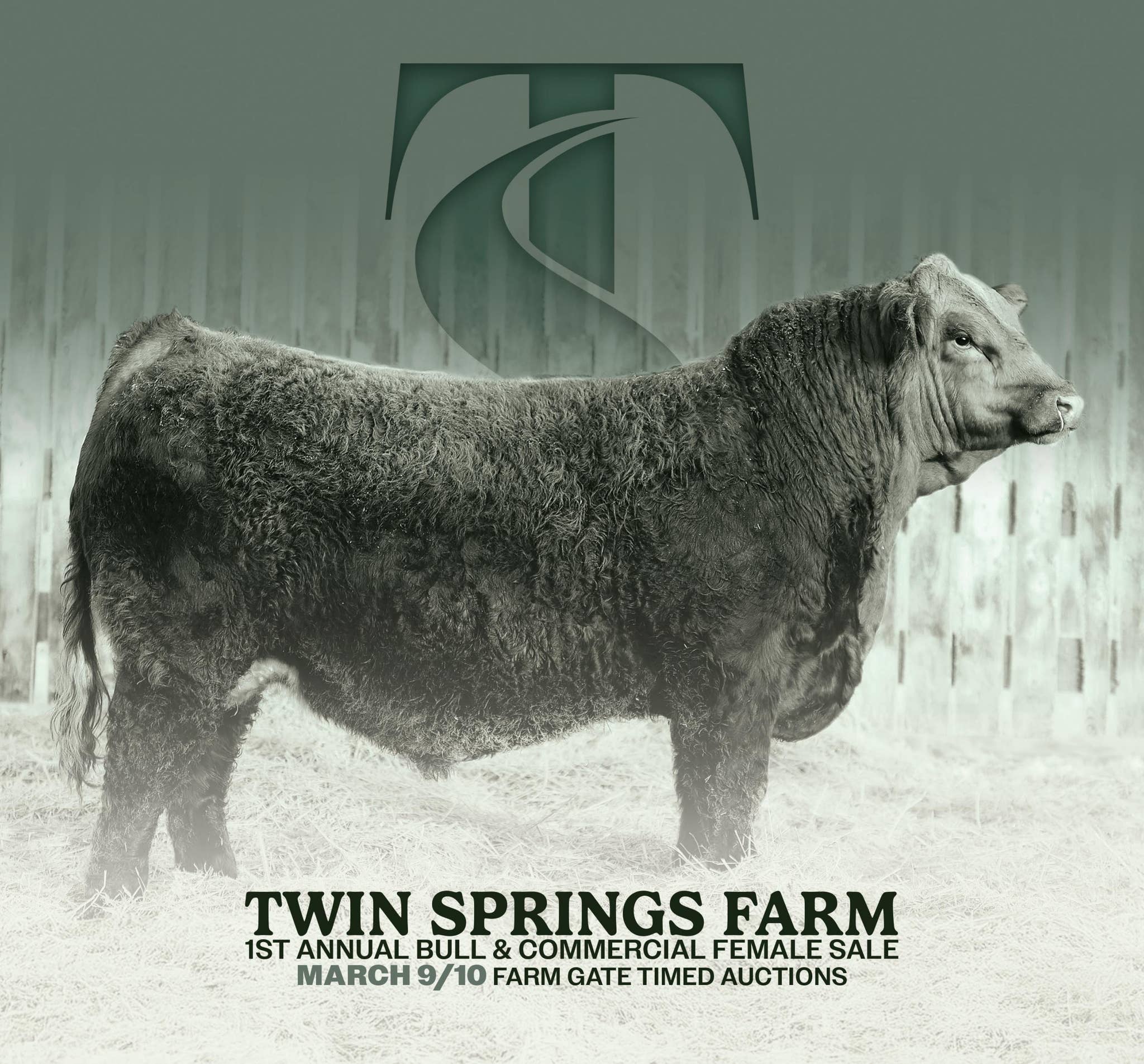 Twin Springs Farm 1st Annual Bull & Commercial Female Sale 2025 by ...