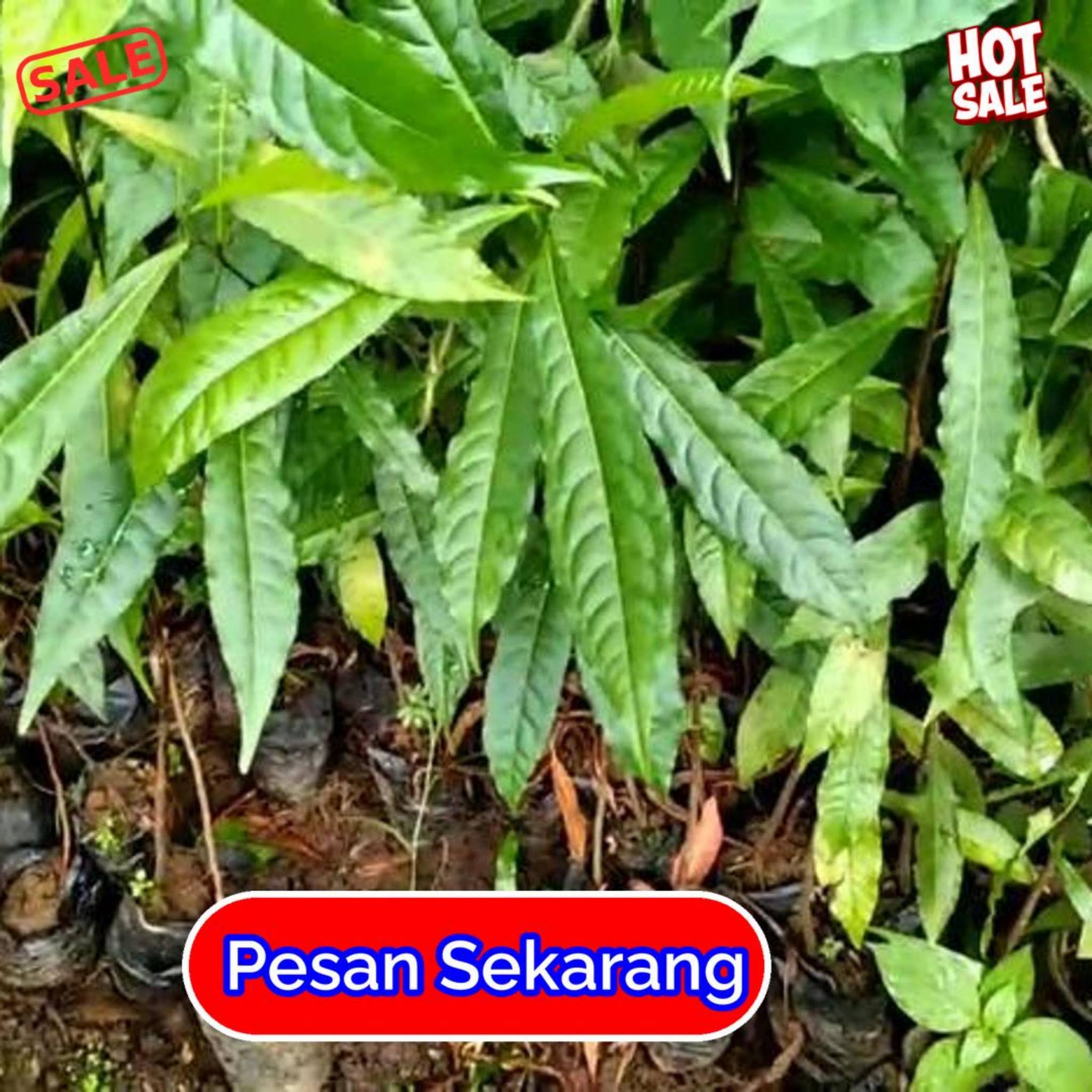 Tumbuhan Jenitri Mudah Tumbuh Bernilai Ekonomi Tinggi - by ...