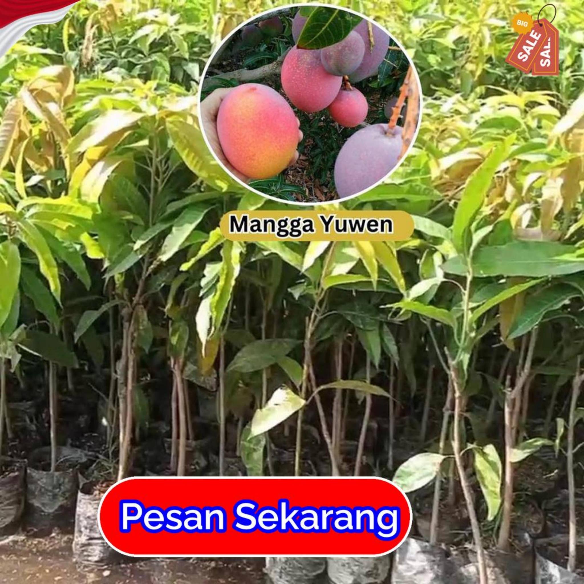 Tanaman Mangga Yuwen Buah Premium Dari Taiwan Cepat Berbuah - by ...
