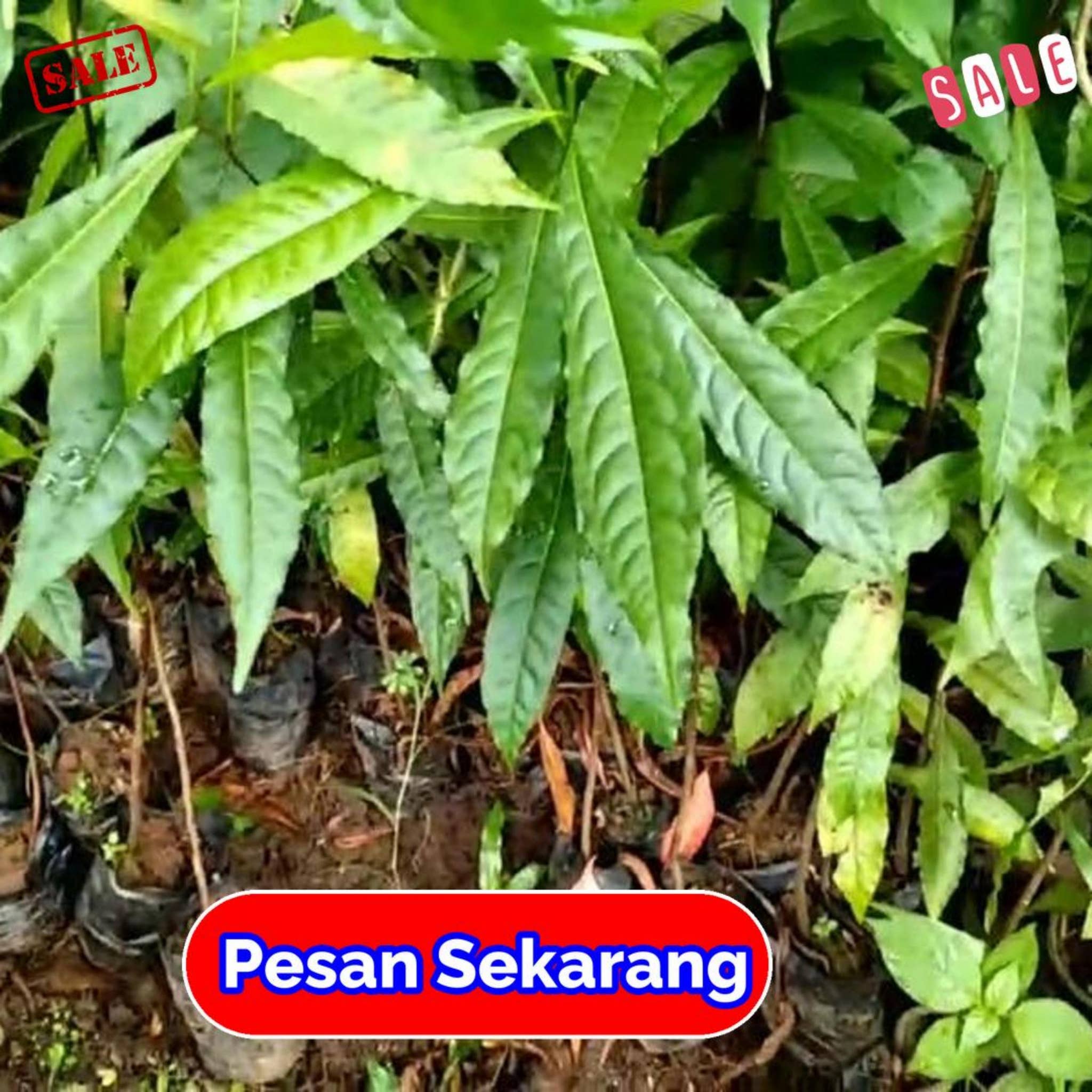 Pohon Jenitri Asli Cocok Untuk Budidaya Investasi Jangka Panjang - by ...