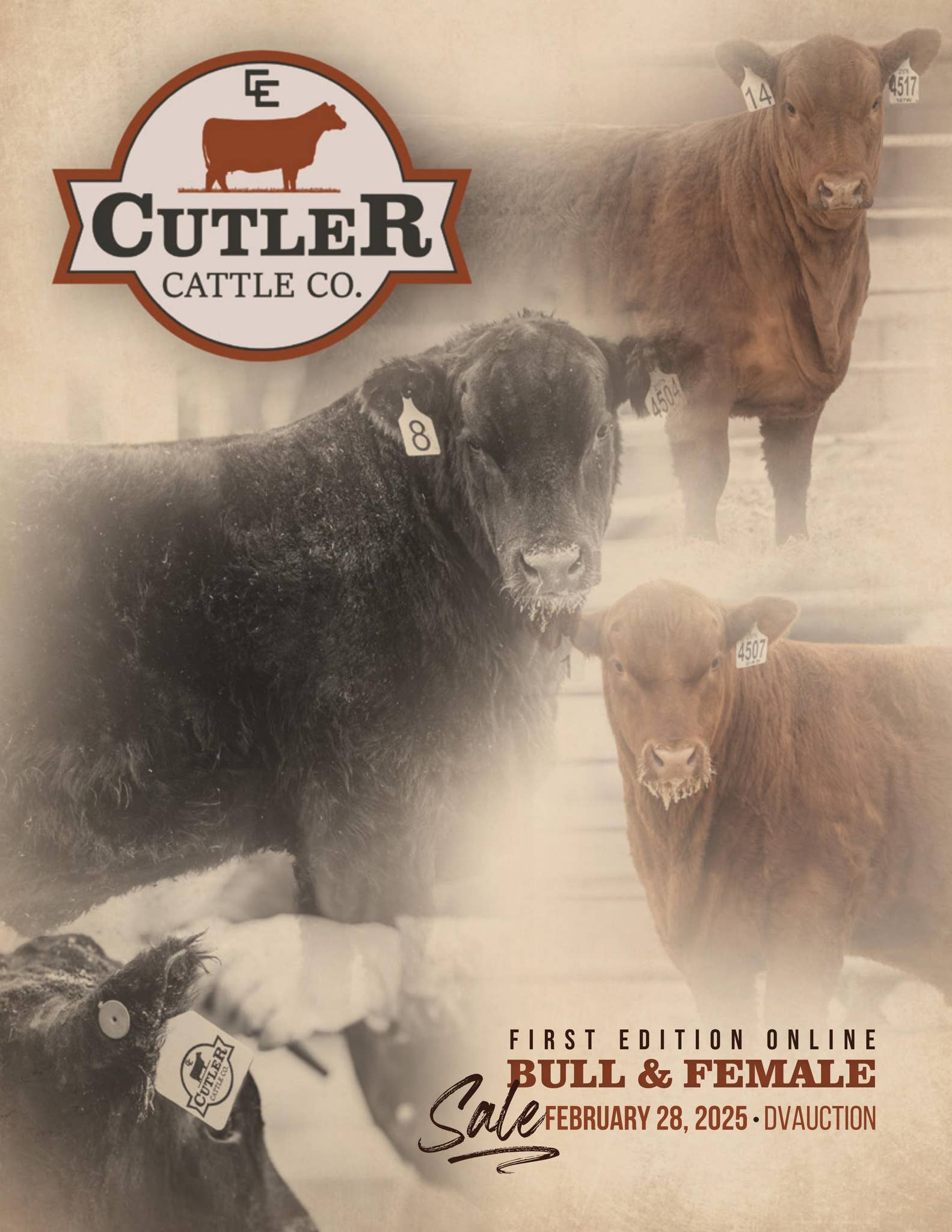 Cutler Cattle co. 2025 Bull & Female Sale by Addison K Creative Co - Issuu