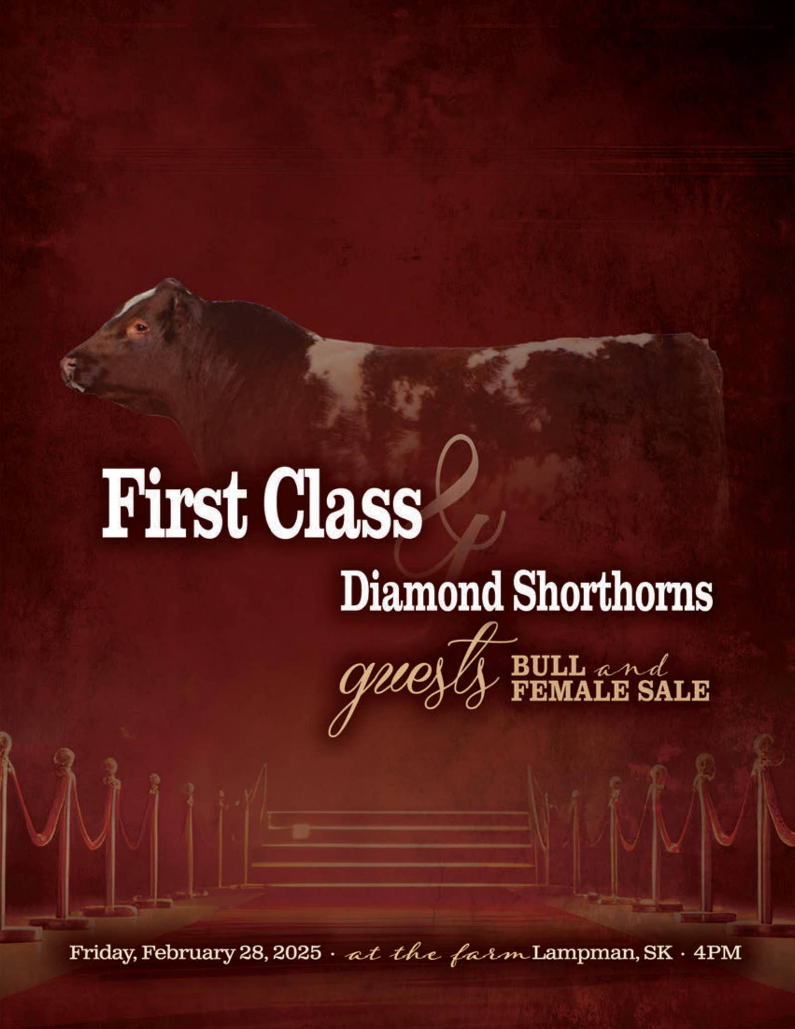 First Class/Diamond Shorthorns & Guests Bull and Female Sale - Lampman, SK by DLMS-Cattlevids.ca ...