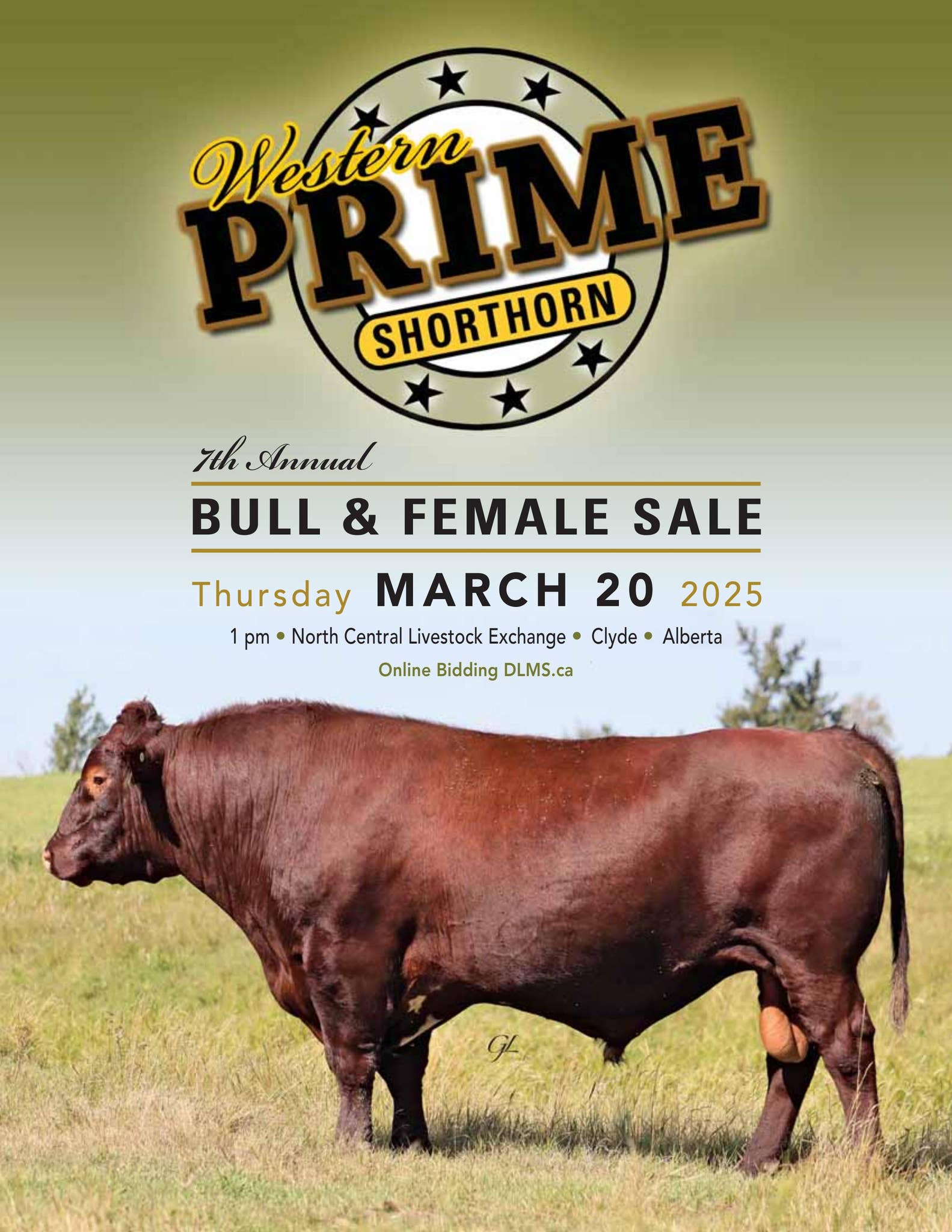 Western Prime Shorthorn Bull & Female Sale 2025 by Everything Angus - Issuu