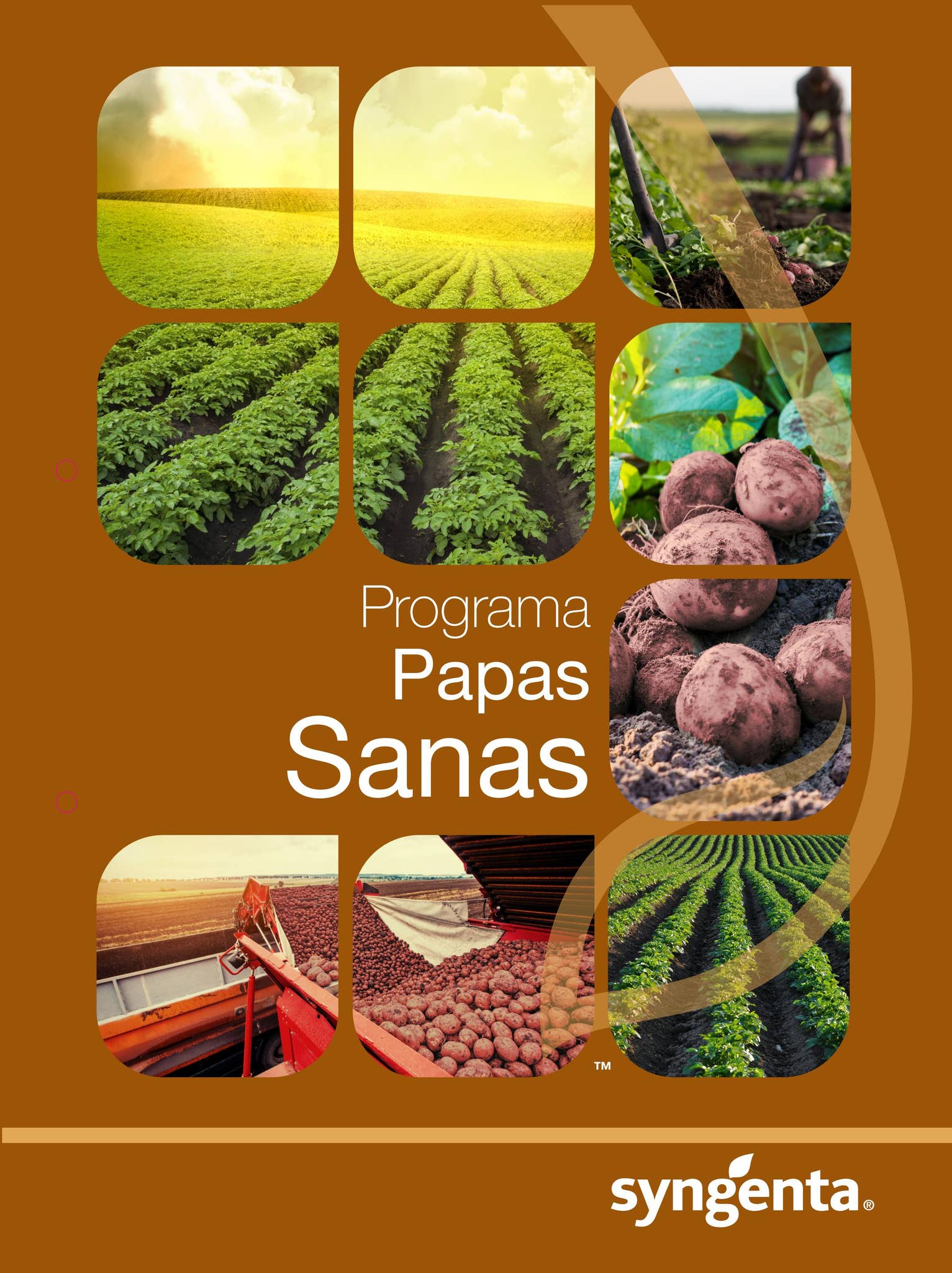 Programas Papas Sanas by Syngentachile - Issuu