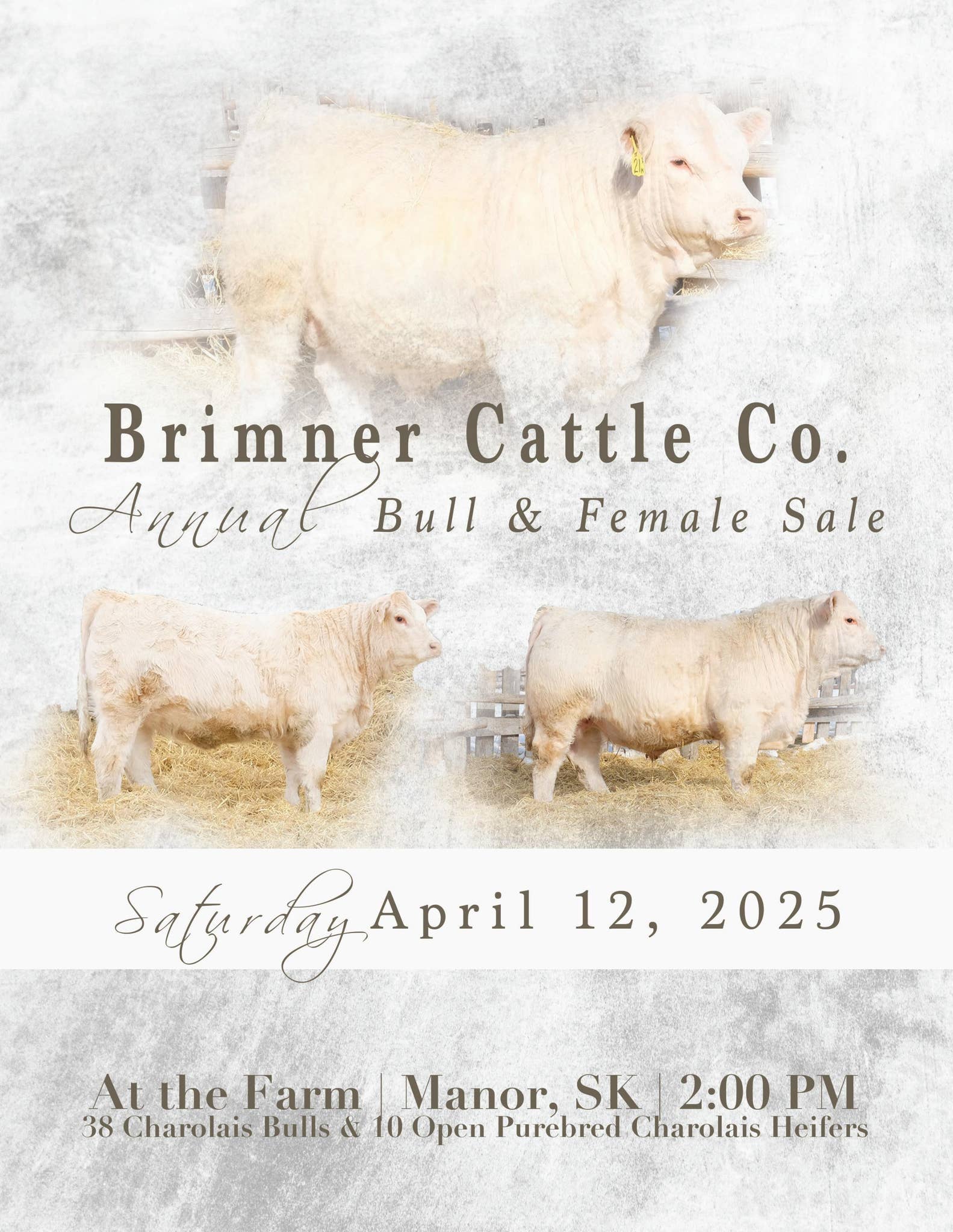 Brimner Bull Sale 2025 WEB by Jon Wright - Issuu