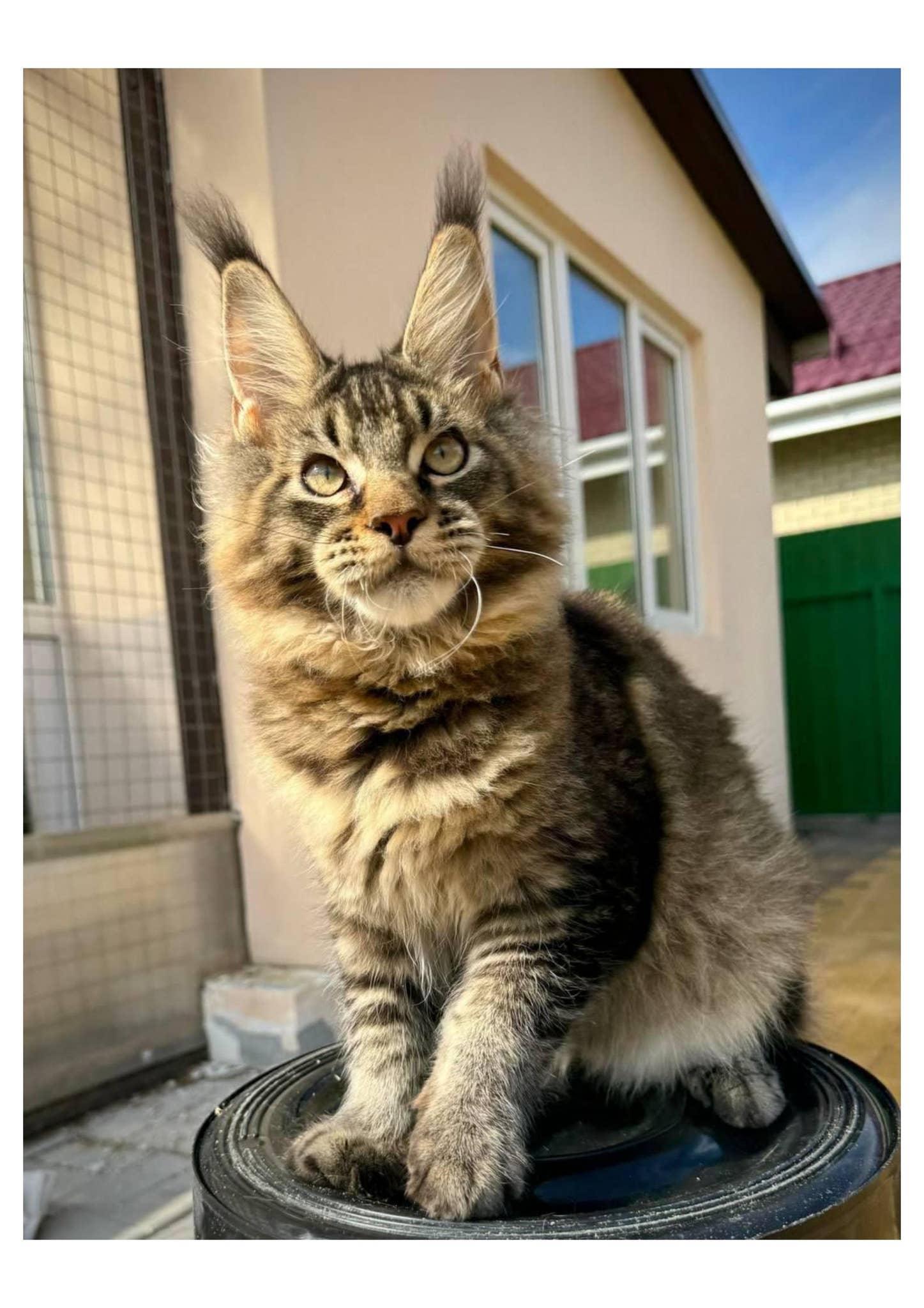 maine coon cat price by Stacy Blink - Issuu