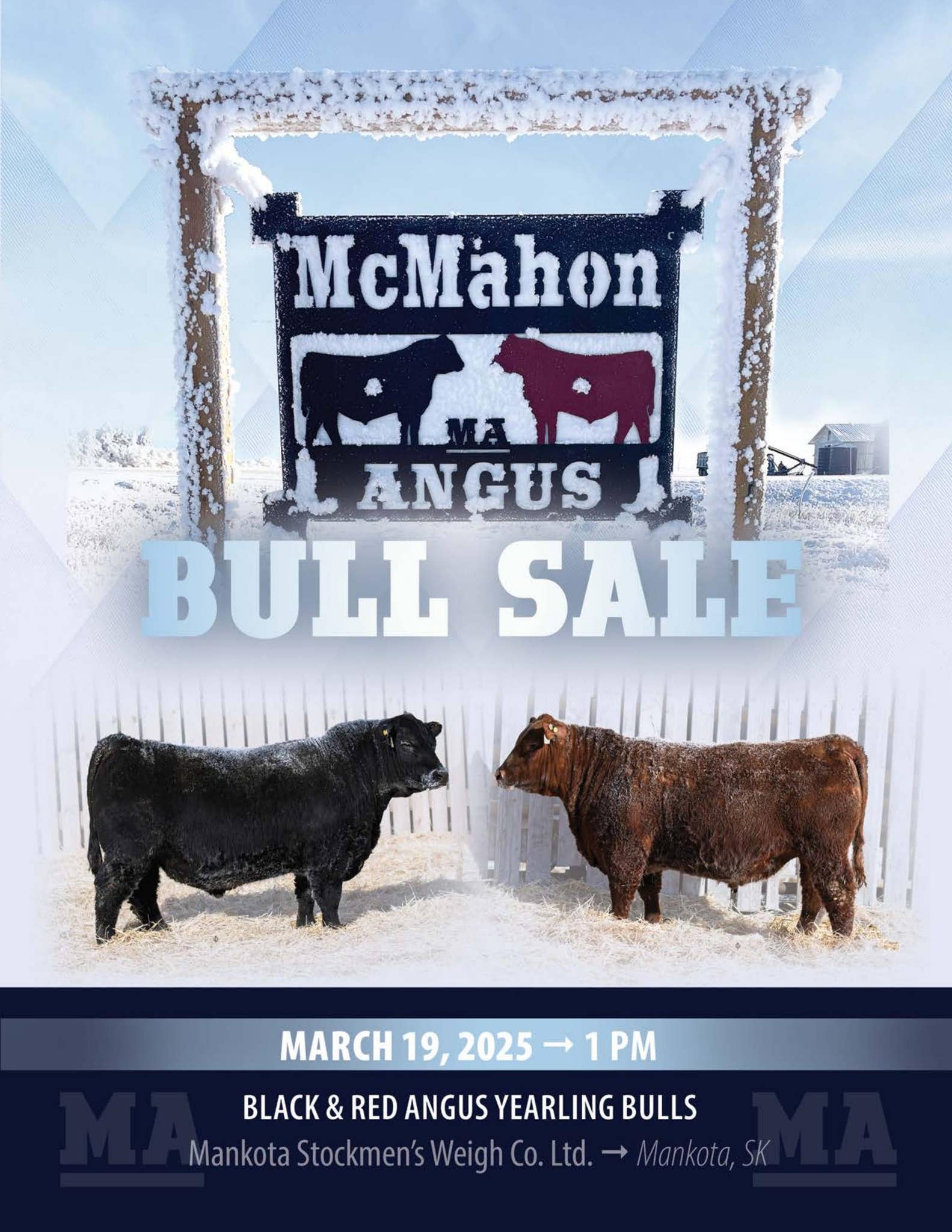 McMahon Angus Bull Sale - Mankota, SK by DLMS-Cattlevids.ca - Issuu