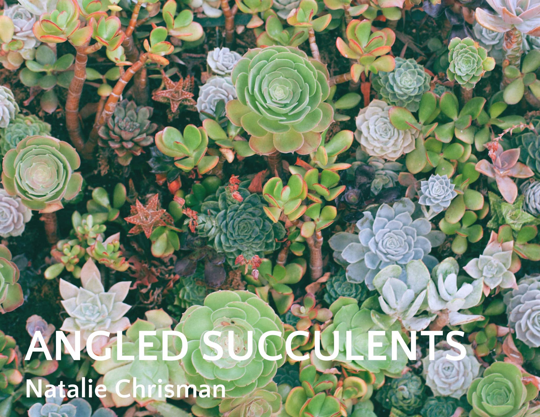 Angled Succulents by MAPS_Publications - Issuu