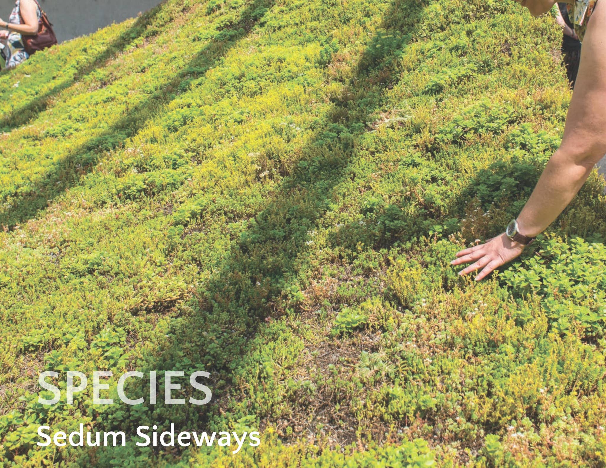 Sedum Sideways by MAPS_Publications - Issuu