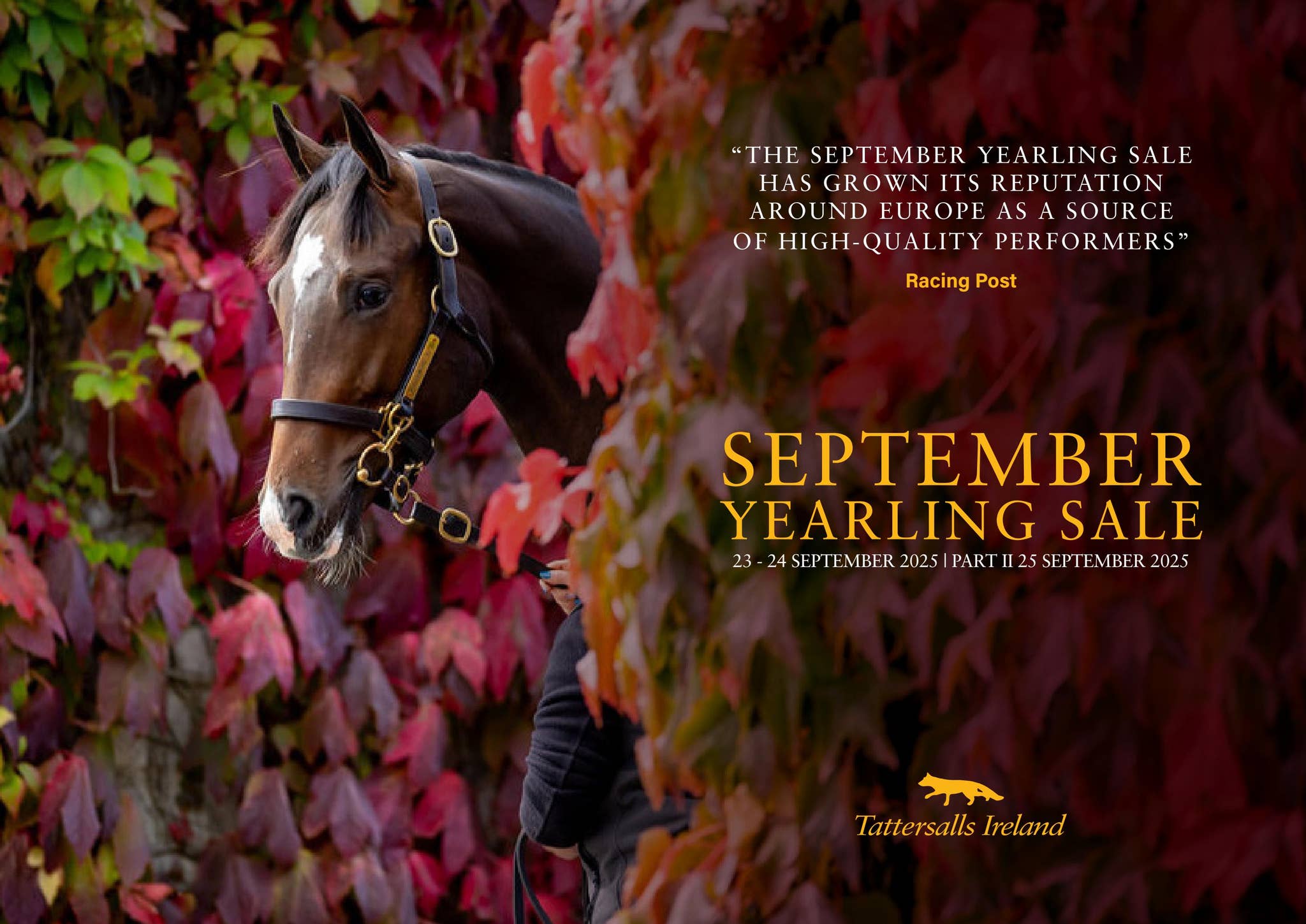September Yearling Sale - Nominate Now by Tattersalls Ireland - Issuu