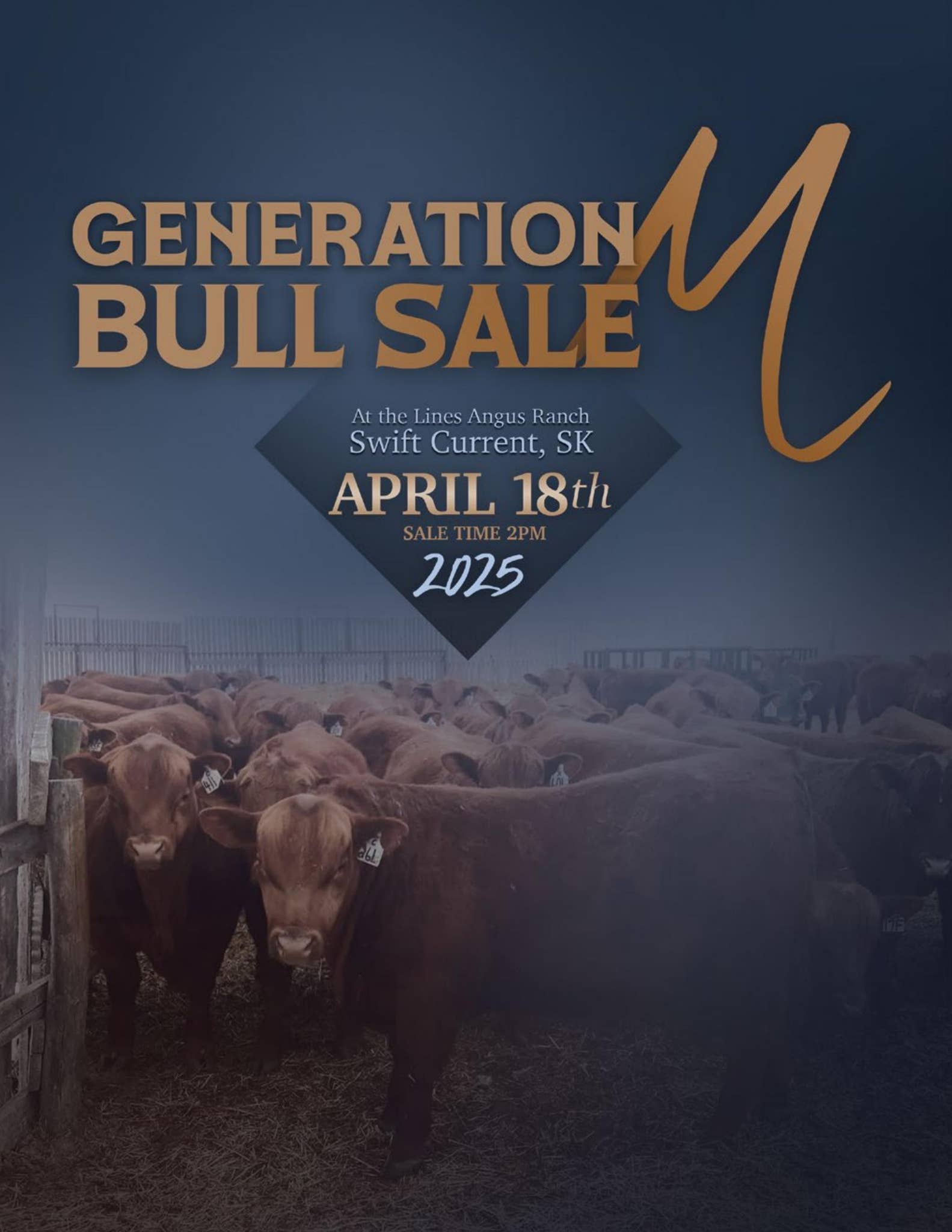 Lines Red Angus & Clear Red Angus Generation M Bull sale - Swift ...