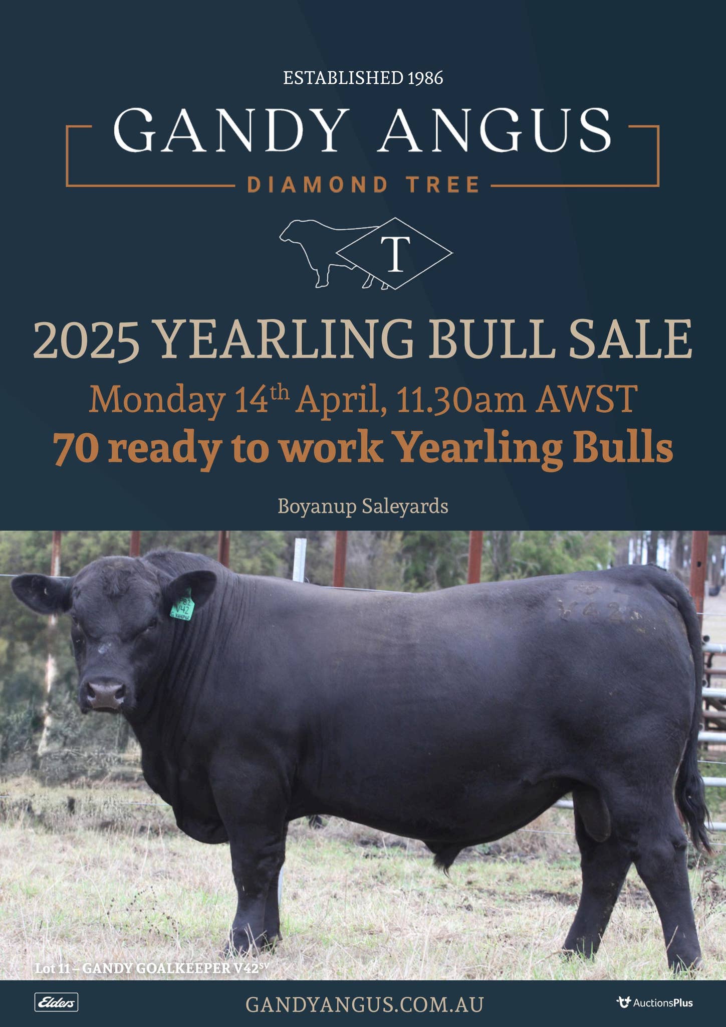 Gandy Angus Yearling Bull Sale 2025 by Angus Australia - Issuu