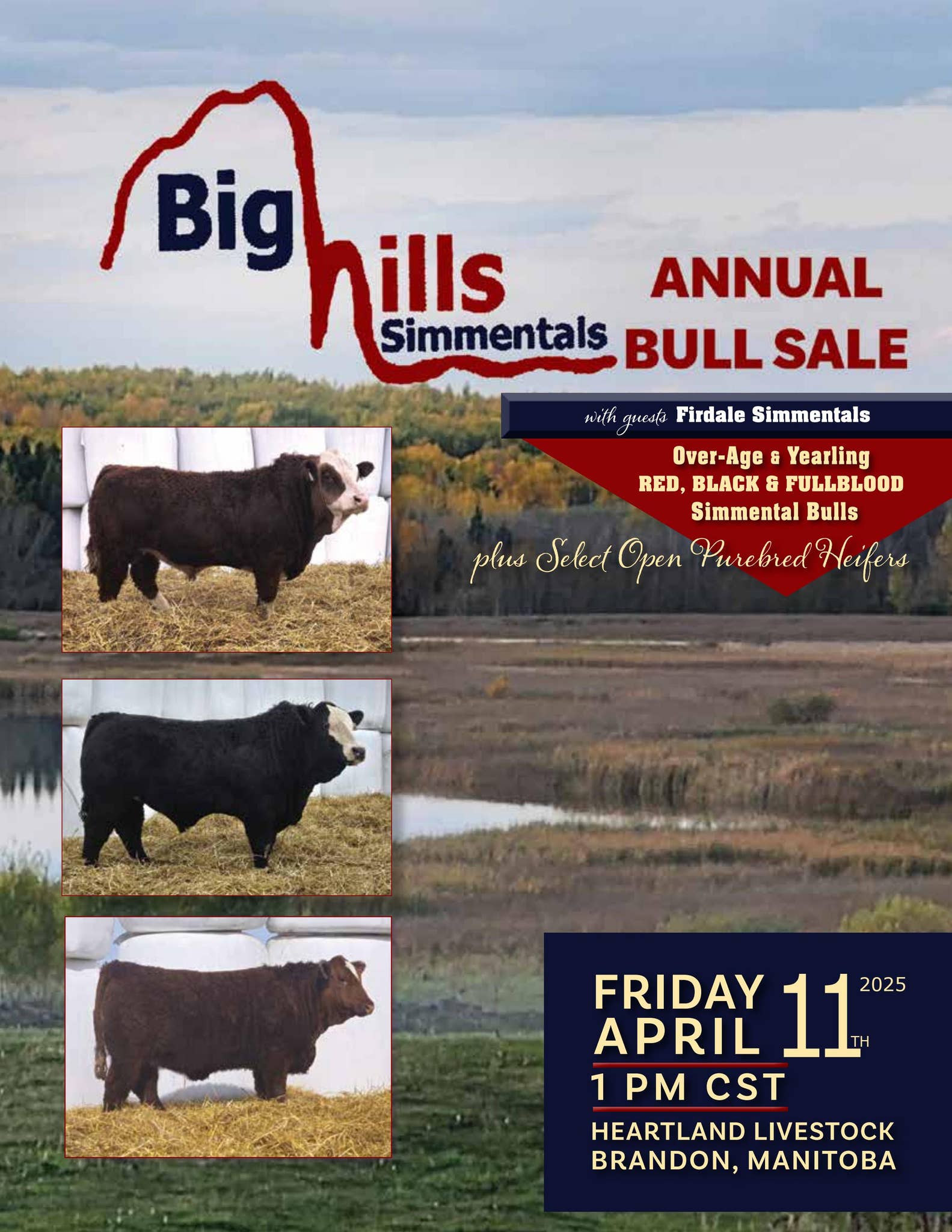 Big Hills Simmentals Bull and Female Sale with guest Firdale Simmentals ...