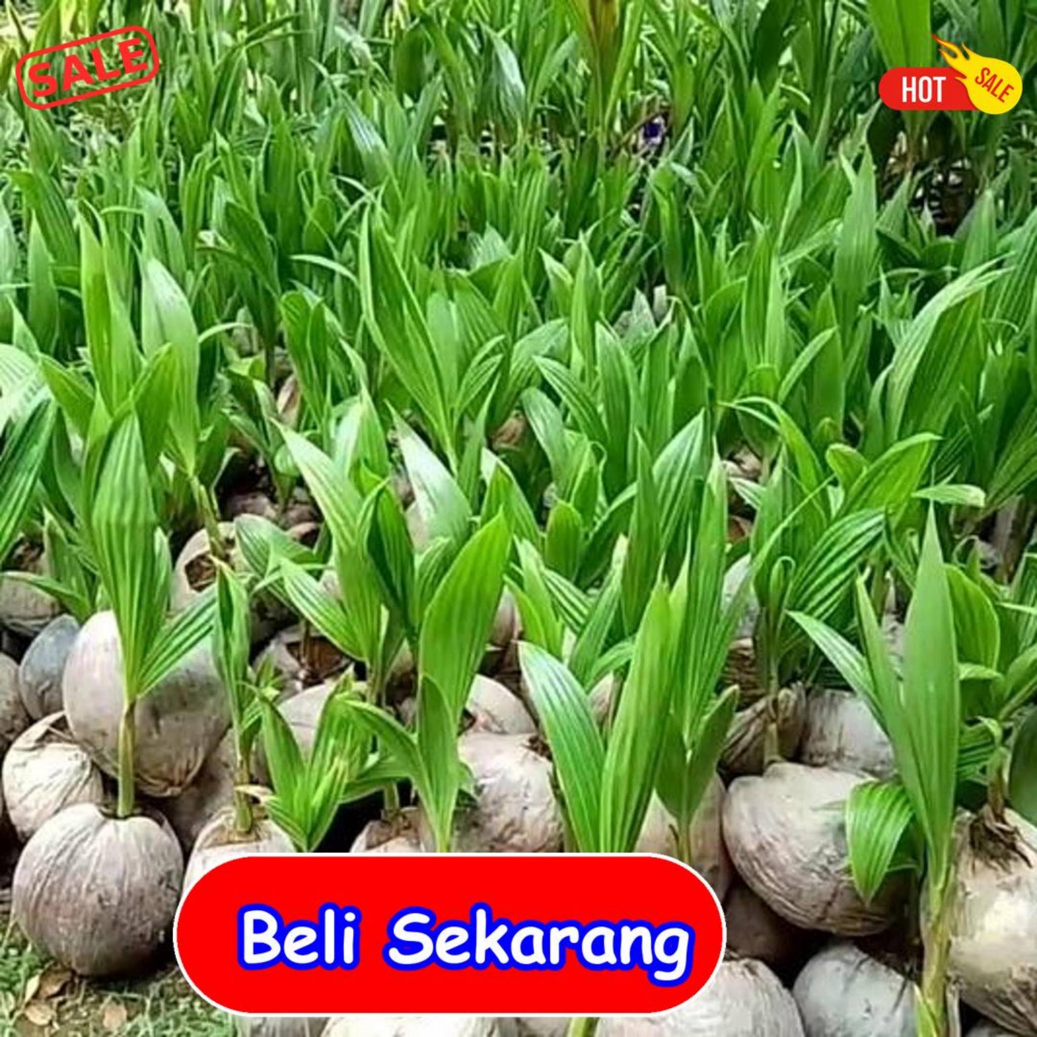 Tanaman Kelapa Genjah Entok Unggul Untuk Hasil Panen Cepat - by ...