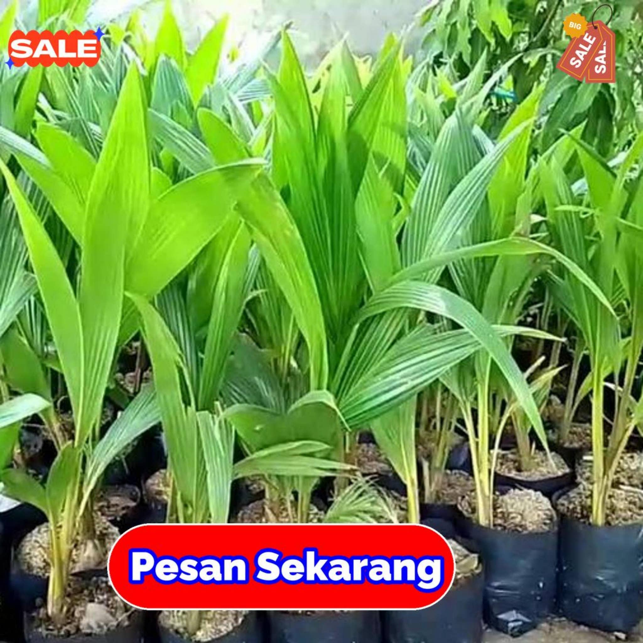 Pohon Kelapa Wulung Tanaman Pilihan Dengan Manfaat Berlimpah - by ...