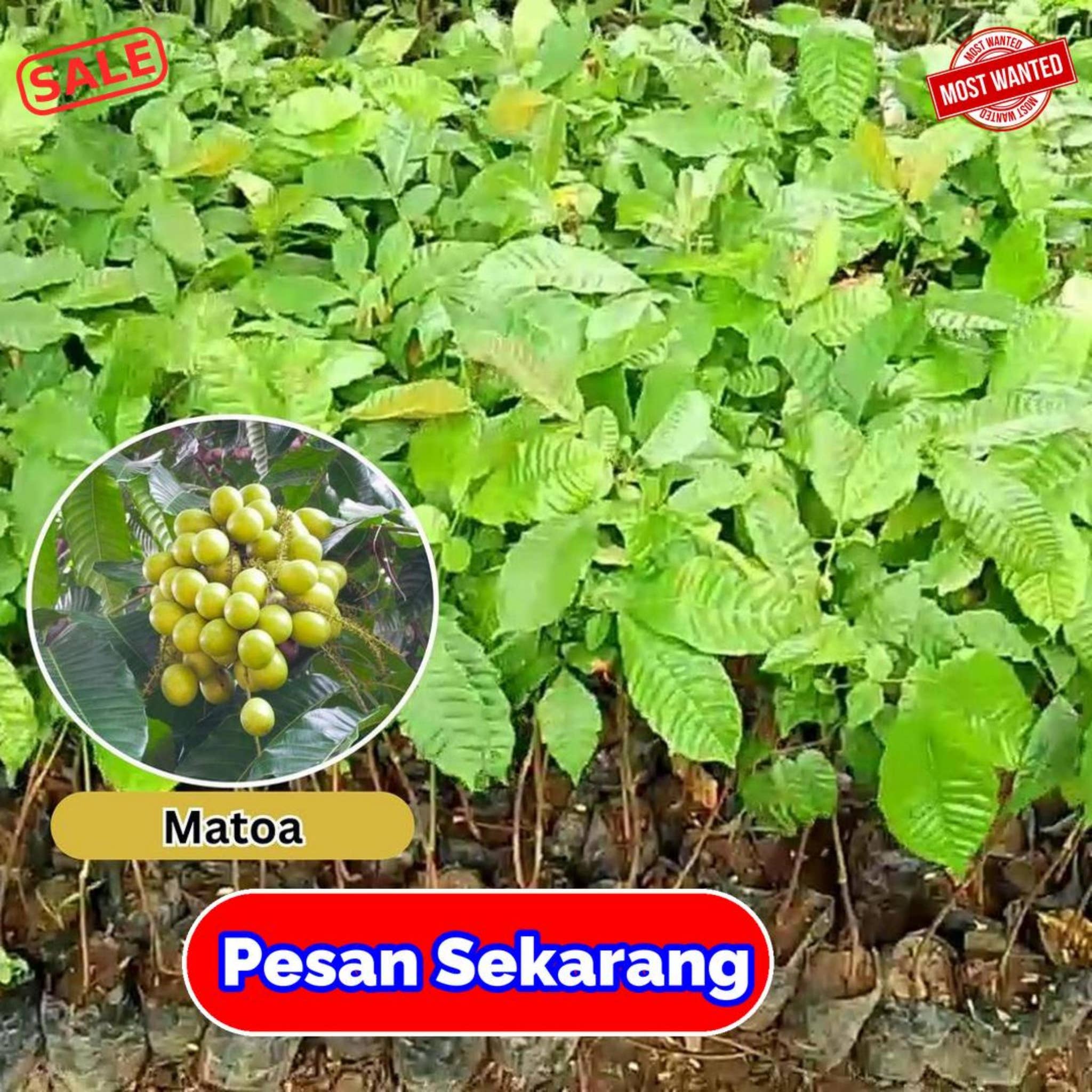 Pohon Matoa Dalam Pot Dengan Pertumbuhan Optimal Buah Melimpah - by ...