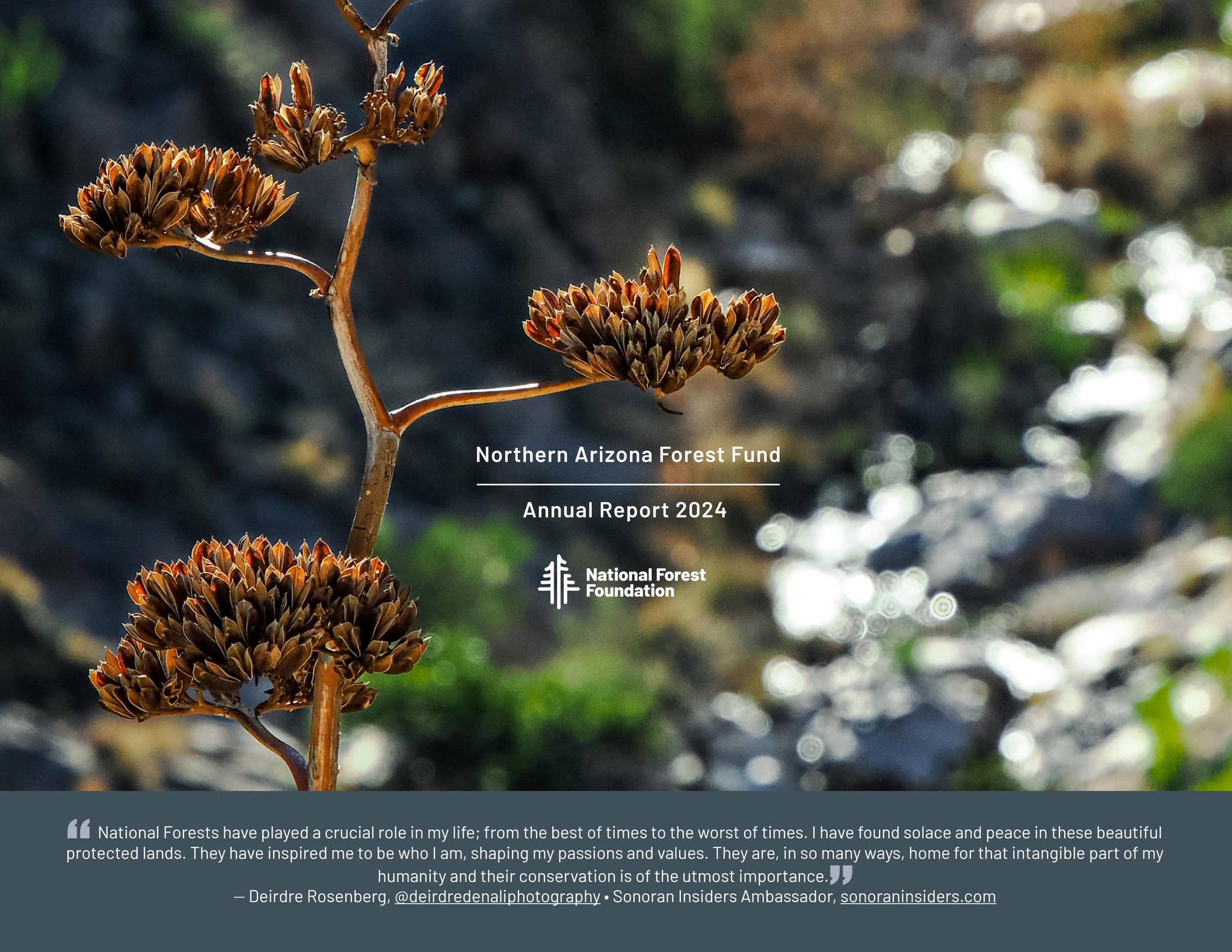 2024-2025 Northern Arizona Forest Fund Annual Report by National Forest ...