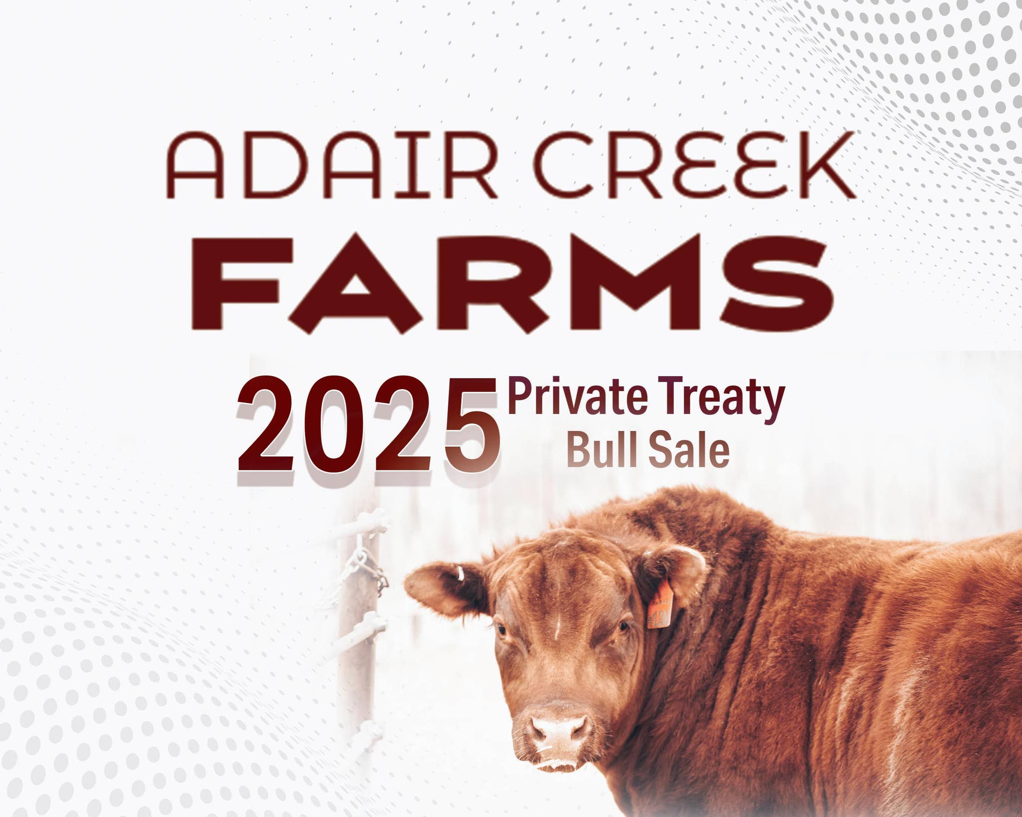 Adair Creek Private Treaty 2025 Bull Sale by barnineteencreative - Issuu