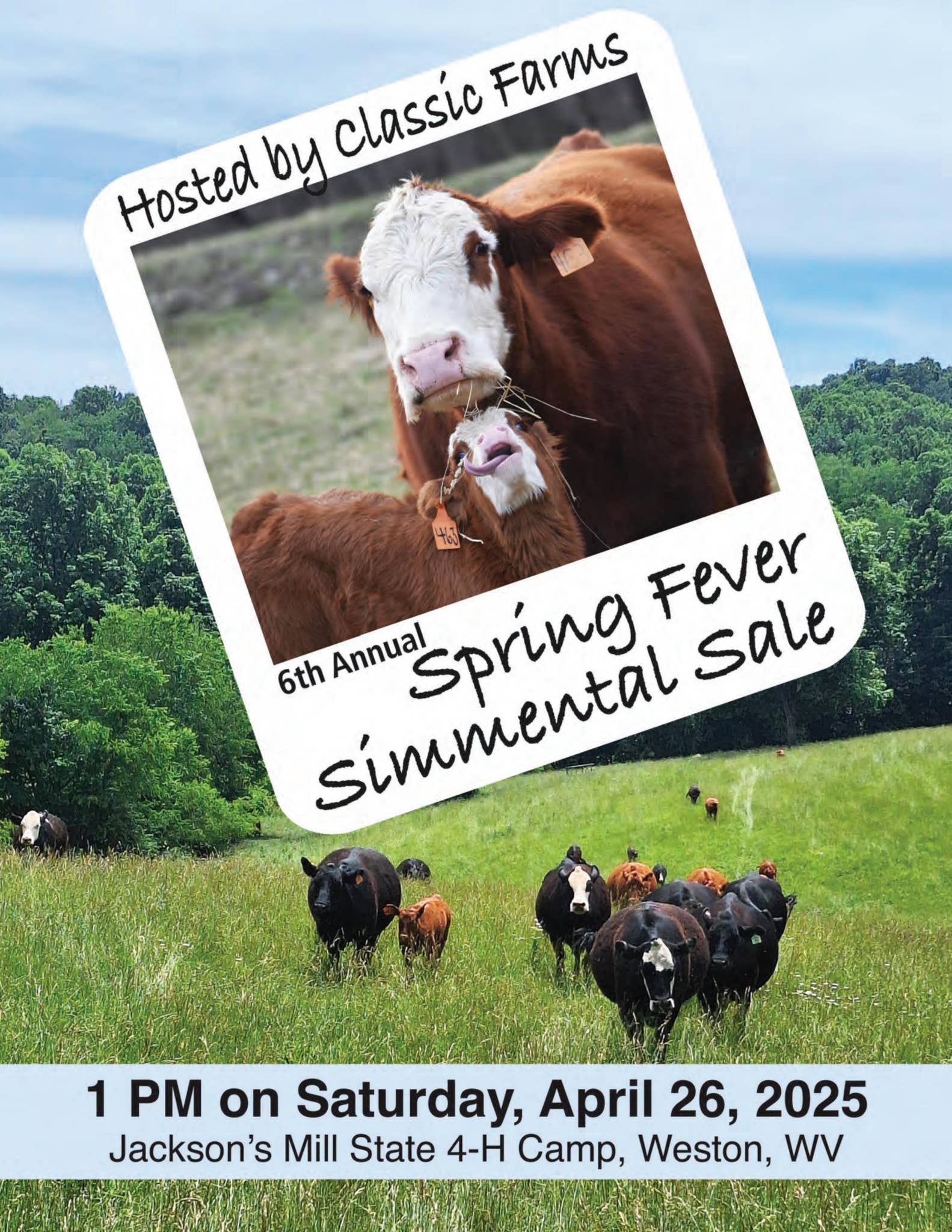 Classic Farms 6th Annual Spring Fever Simmental Sale by LivestockDirect ...