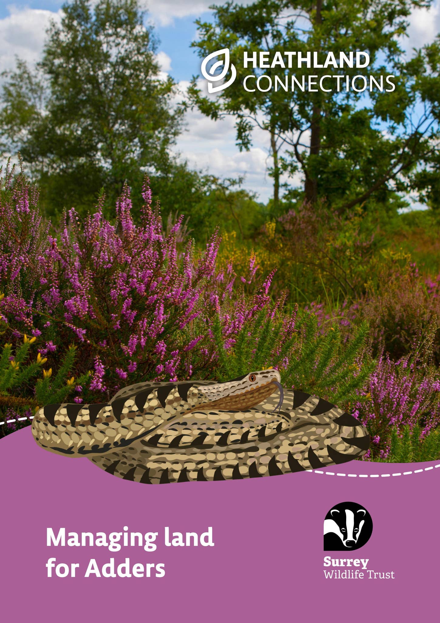 Heathland Connections: Managing Land for Adders by SurreyWT - Issuu