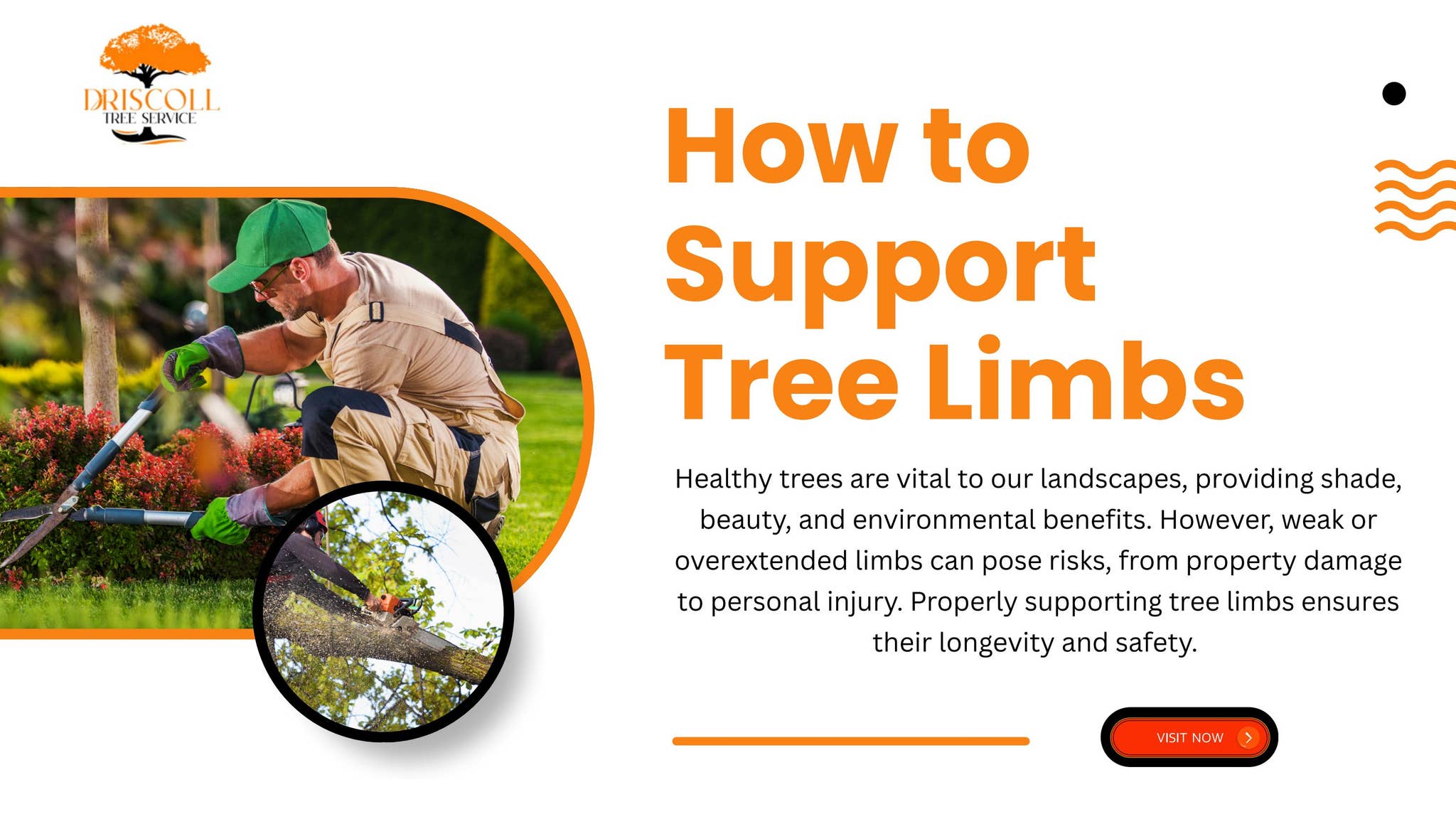 How to Support Tree Limbs by Driscoll Tree Service - Issuu
