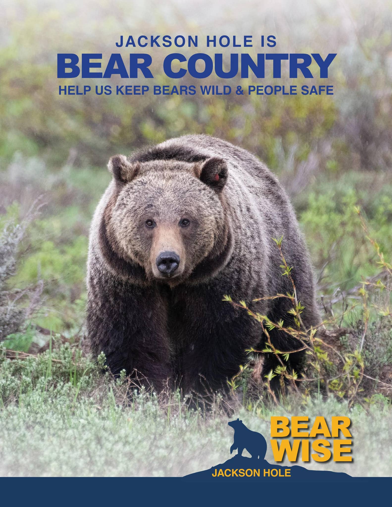 BearWise Booklet - Bear Wise JH by jhwildlife - Issuu