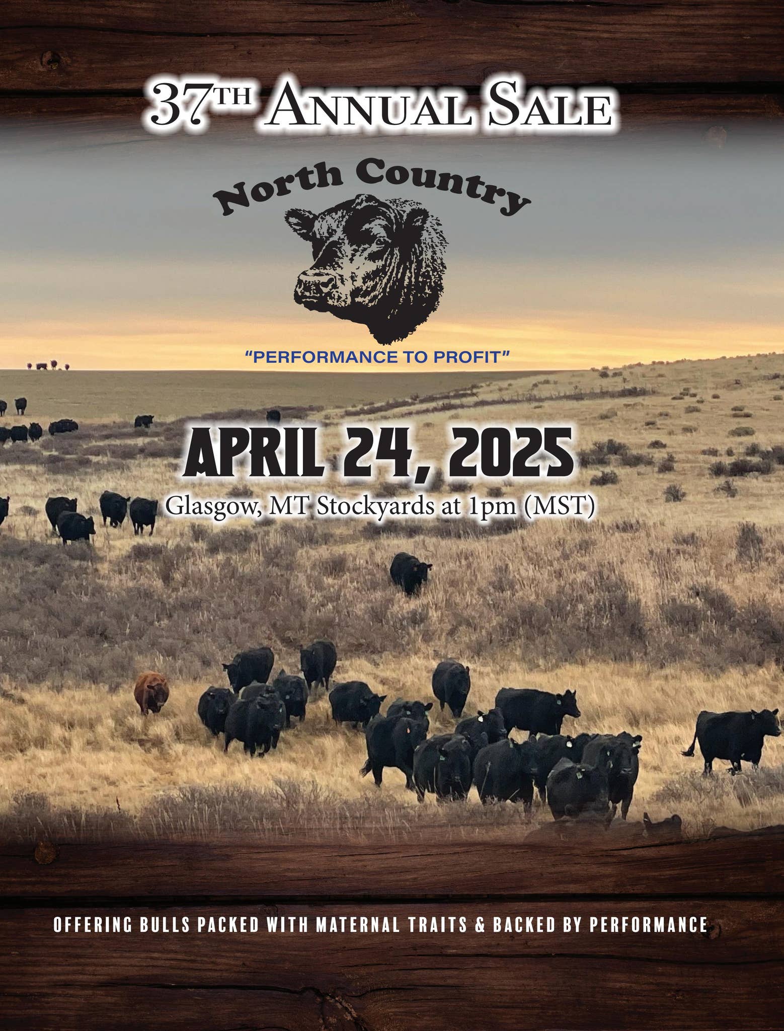 2025 North Country Bull & Female sale by northbenchlivestock - Issuu