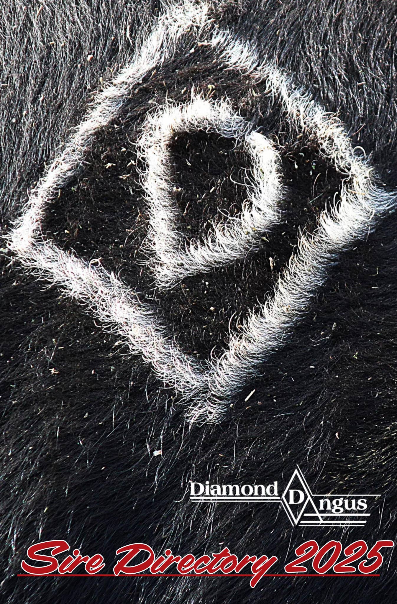 Diamond D Angus Sire Directory 2025 by PeltonLivestock - Issuu