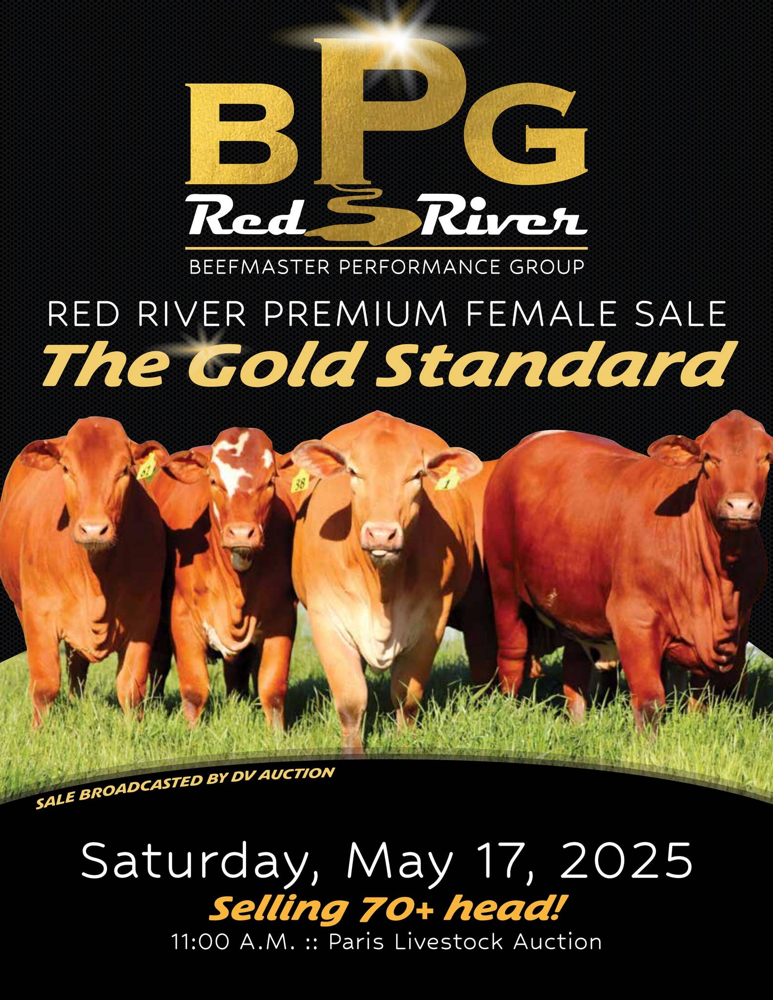 Red River Beefmaster Performance Group-Premium Female Sale 2025 by ...
