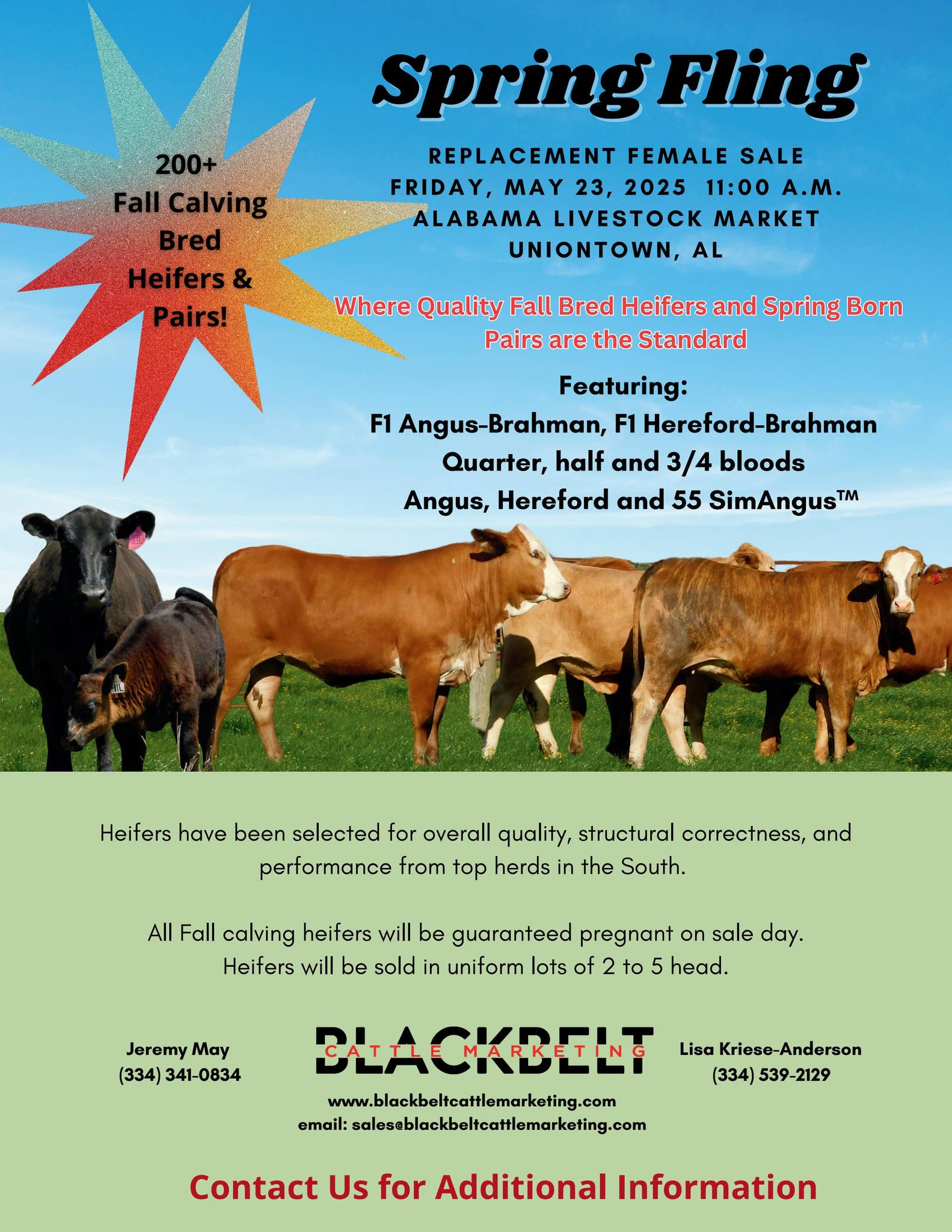 Spring Fling Pre-Sale Catalog by blackbeltcattlemarketing - Issuu