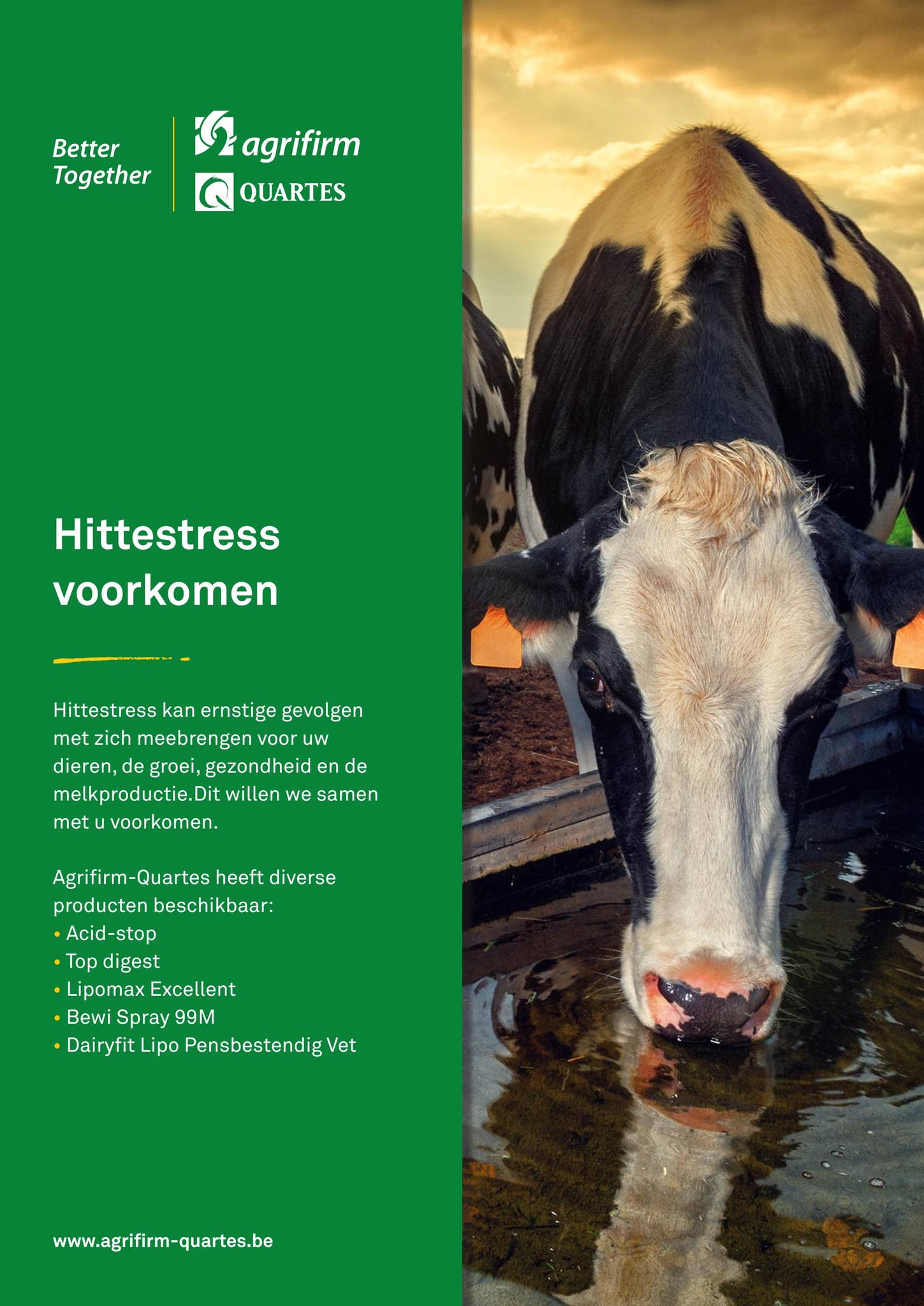 Hittestress advies rundvee Agrifirm-Quartes by Agrifirm - Issuu