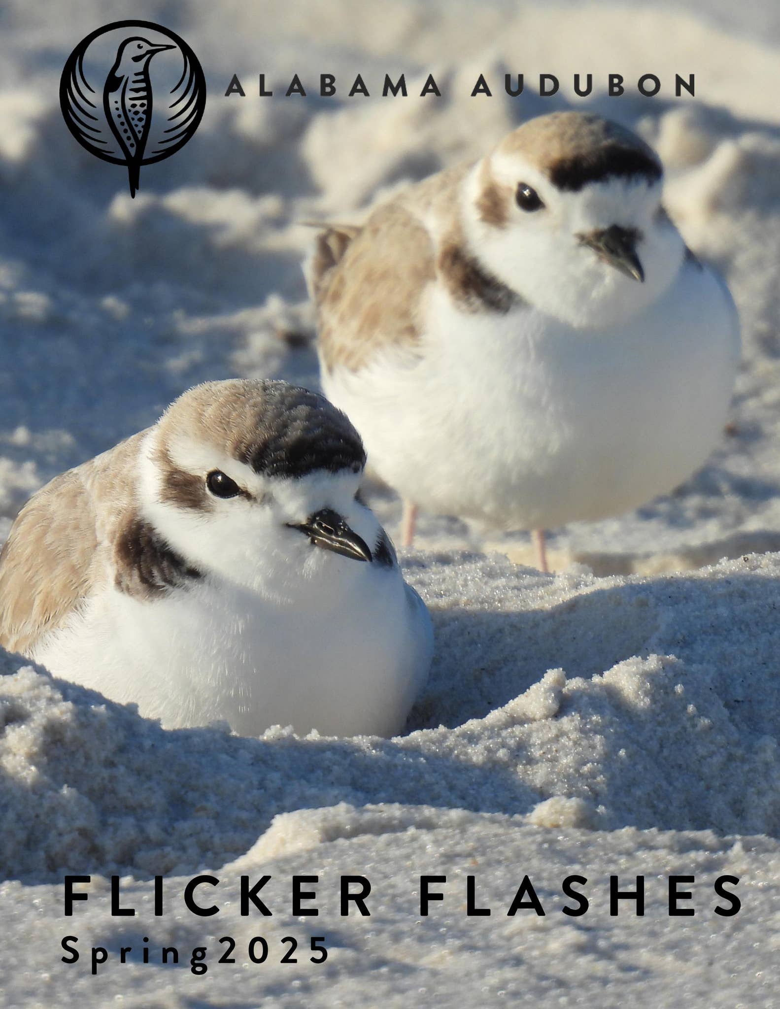 Flicker Flashes Spring 2025 by Allison Ciamarra - Issuu