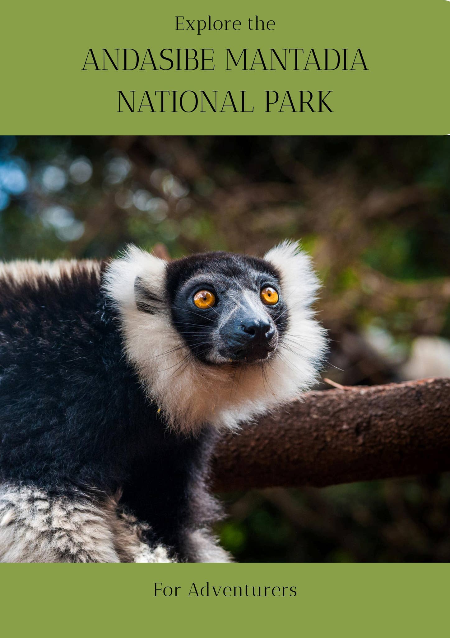 The Andasibe Mantadia National Park Travel Brochure by Travis Lee - Issuu